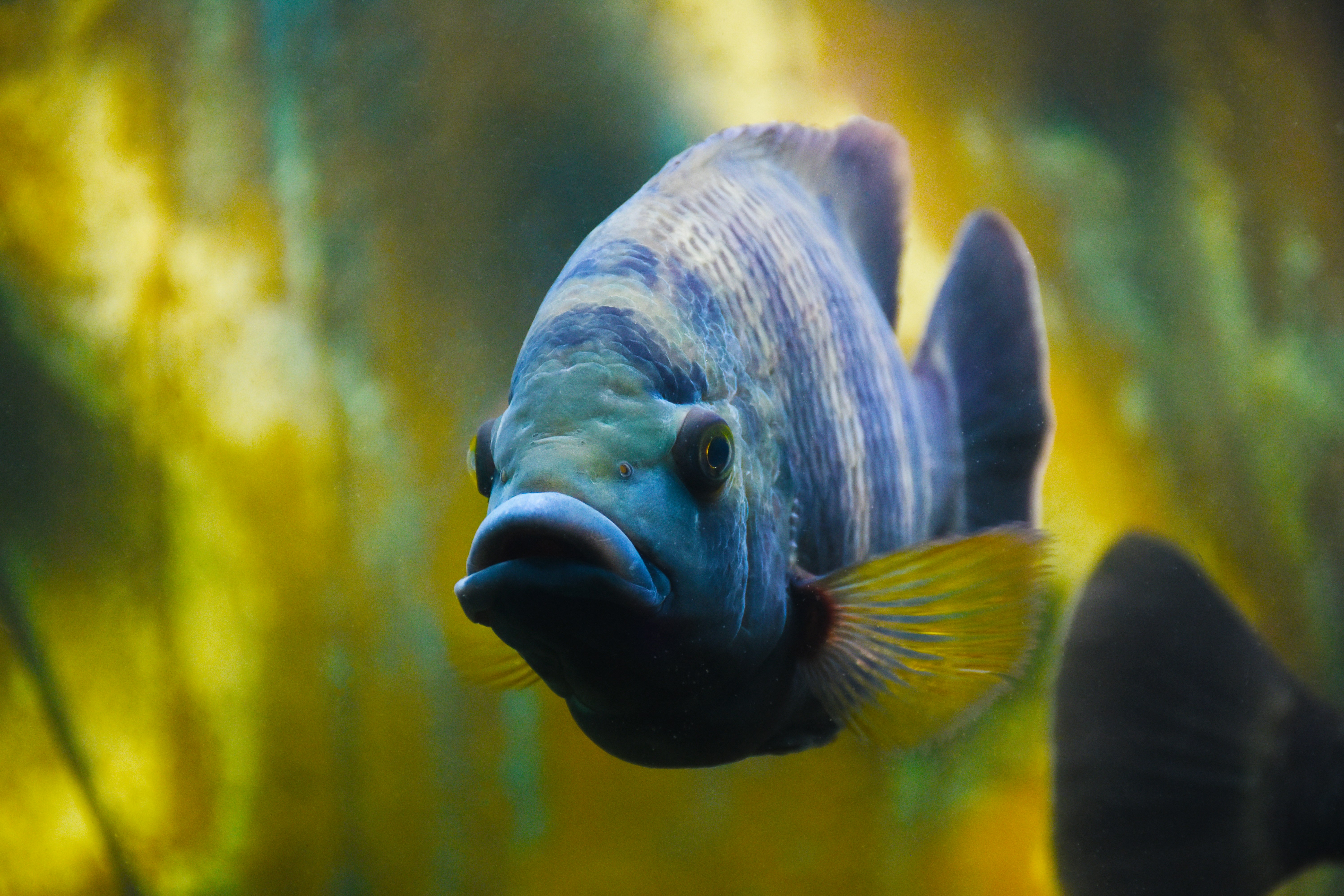 A close up of a fish in an aquarium photo – Free Animal Image on Unsplash