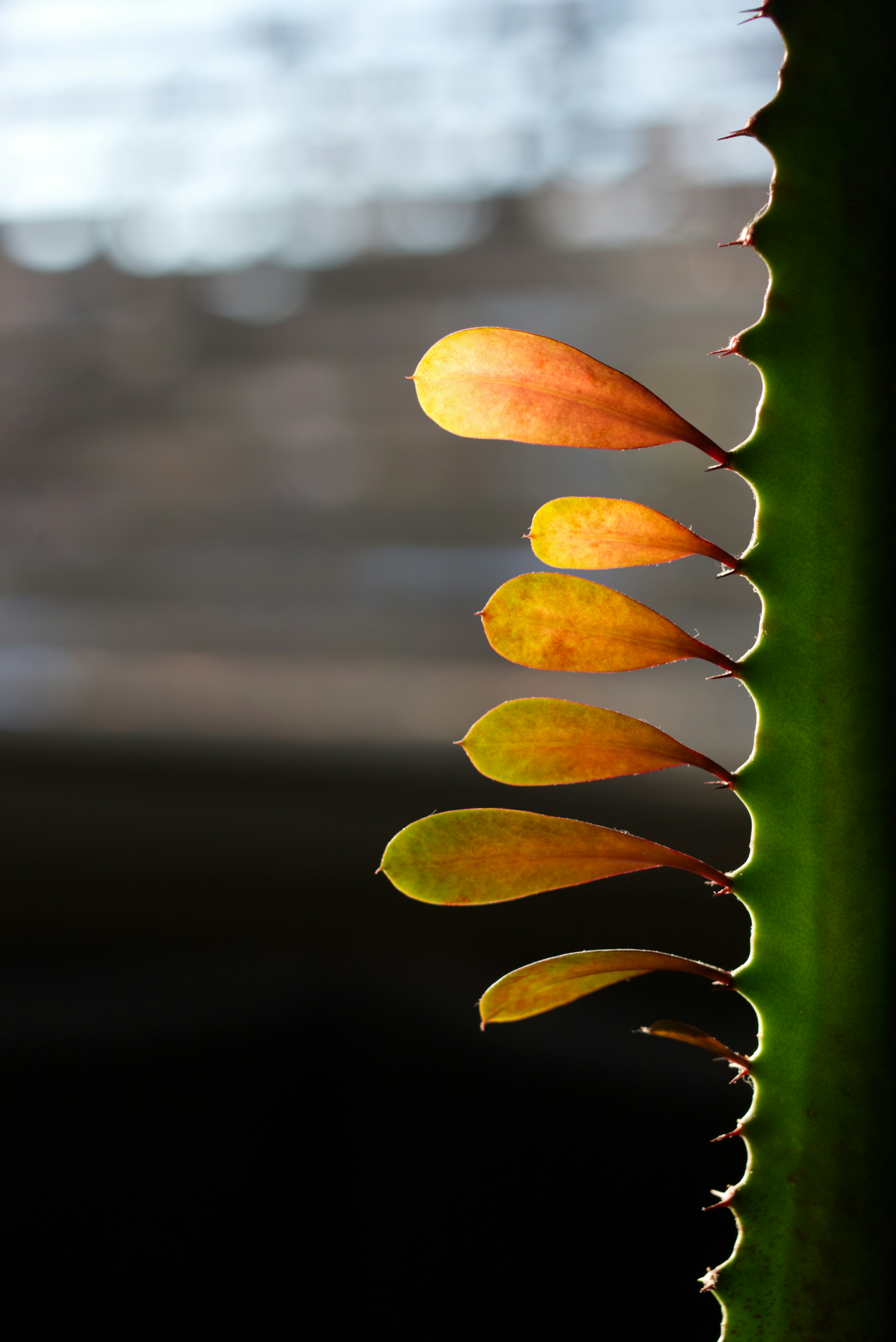 Autumnal Leaflets Along a Sunlit Cactus Spine
