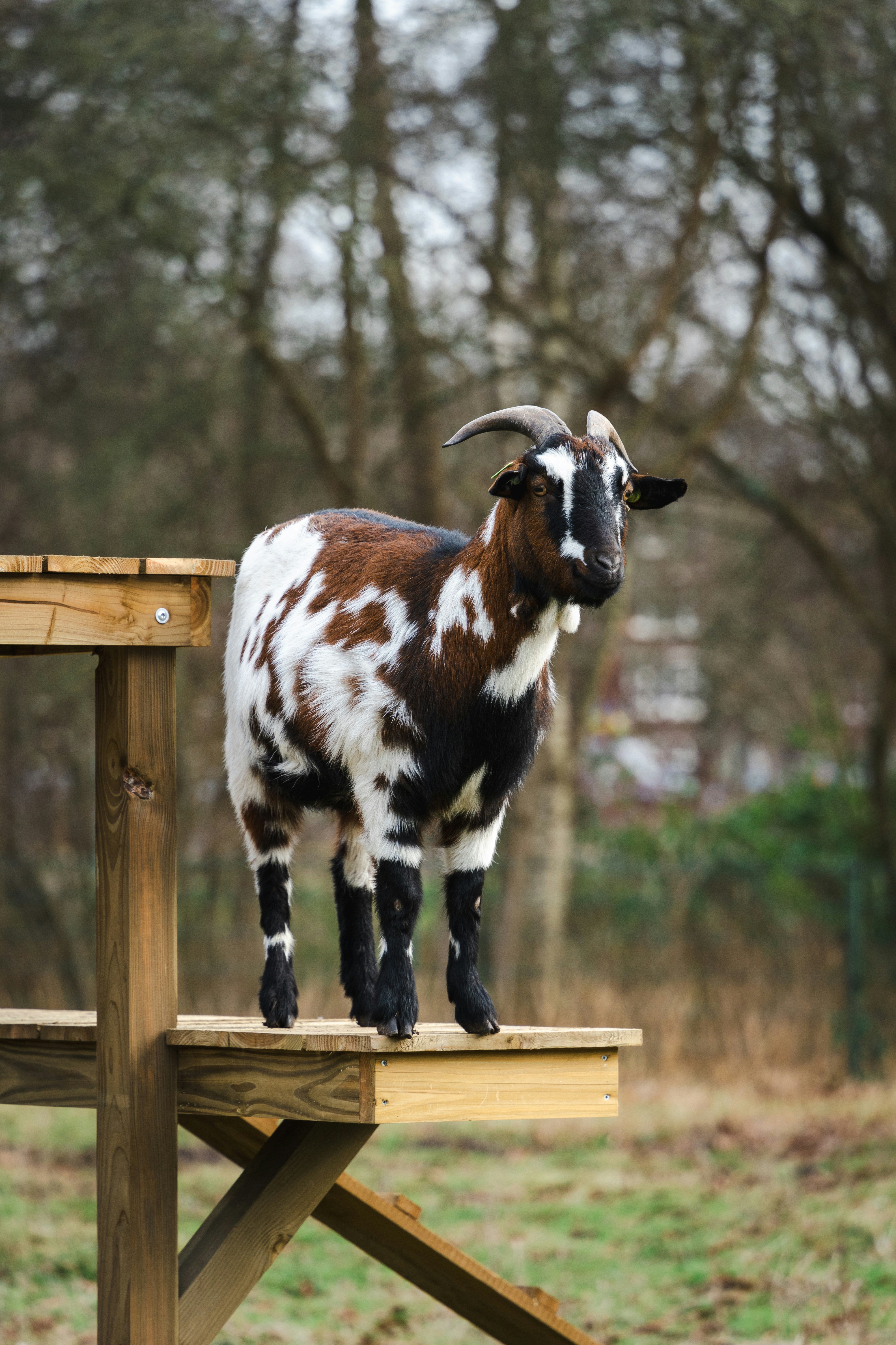 a brown and white goat standing on a wooden platform