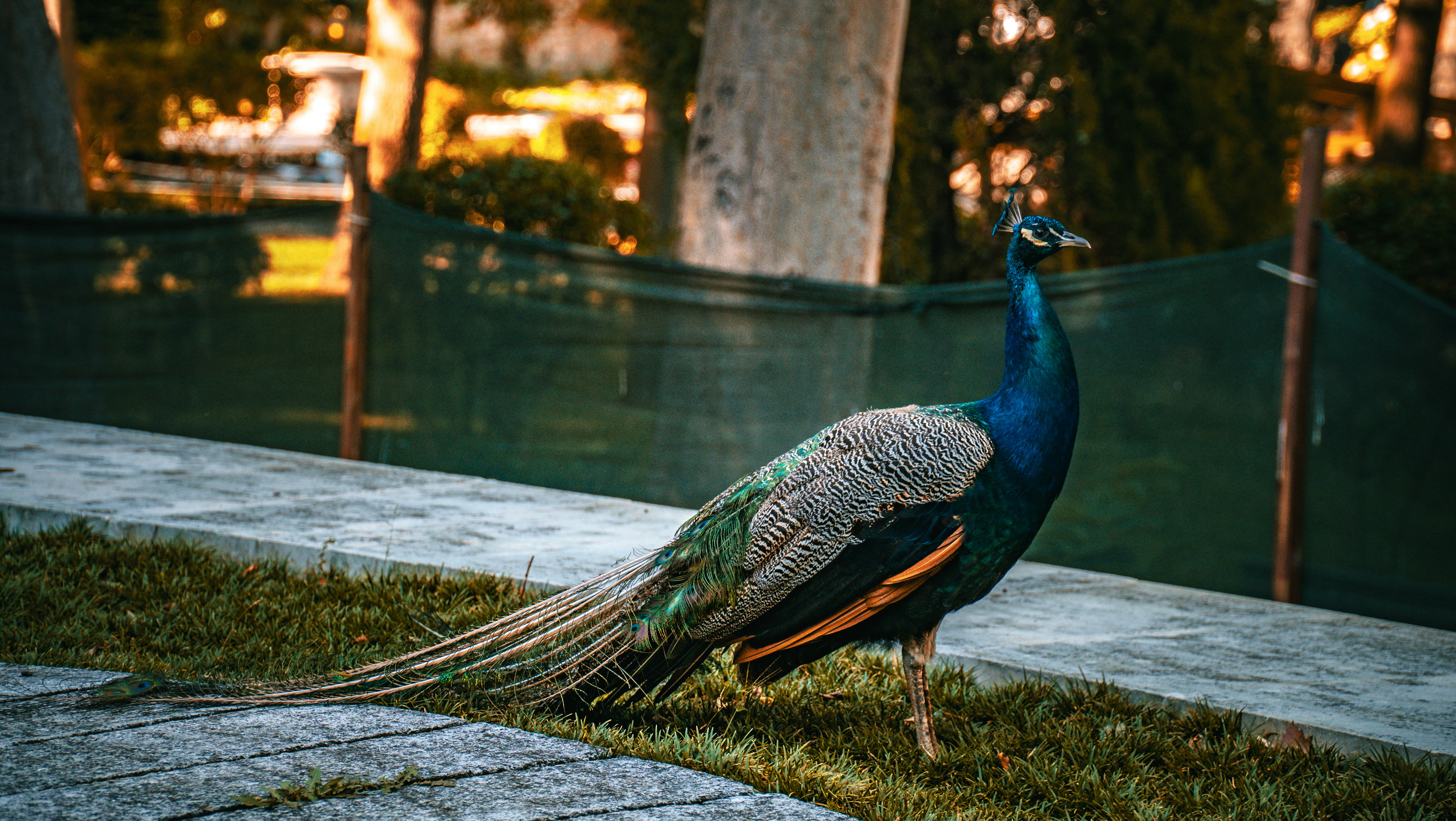 Iridescent Peacock by the Park's Stone Walkway