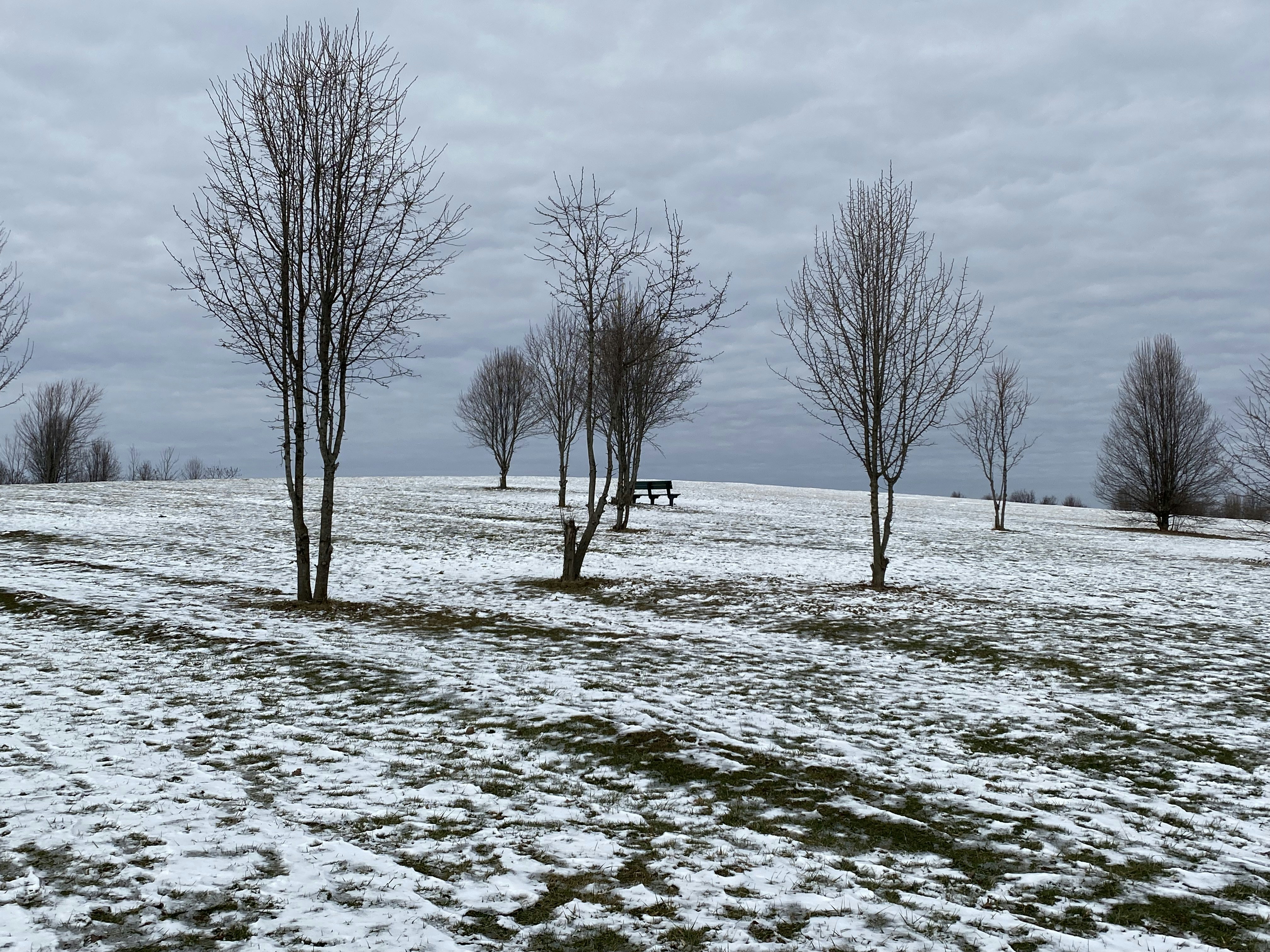 Bare Trees on a Snow-Dusted Landscape