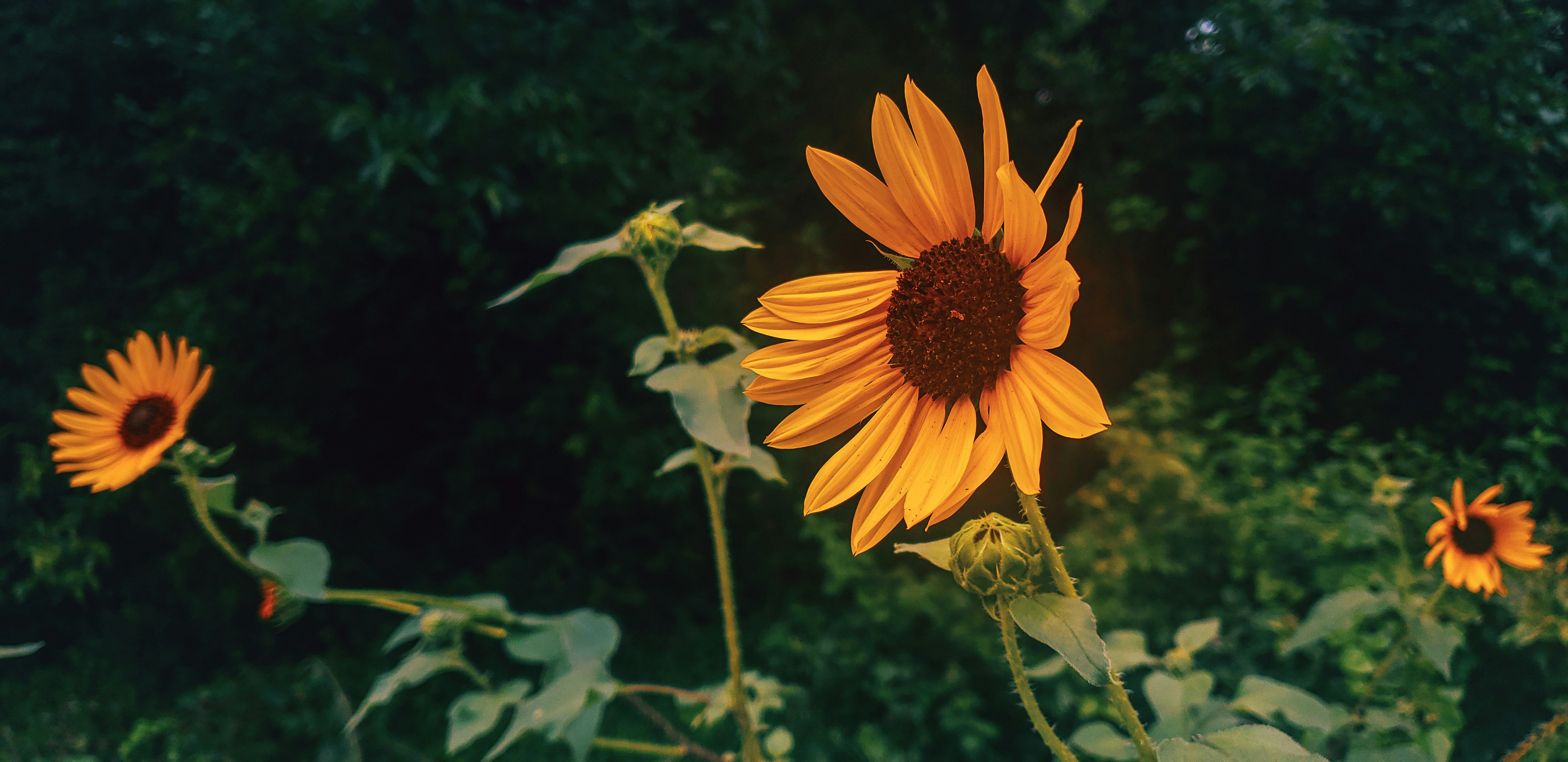 Vibrant sunflowers reaching towards the light, surrounded by lush greenery.