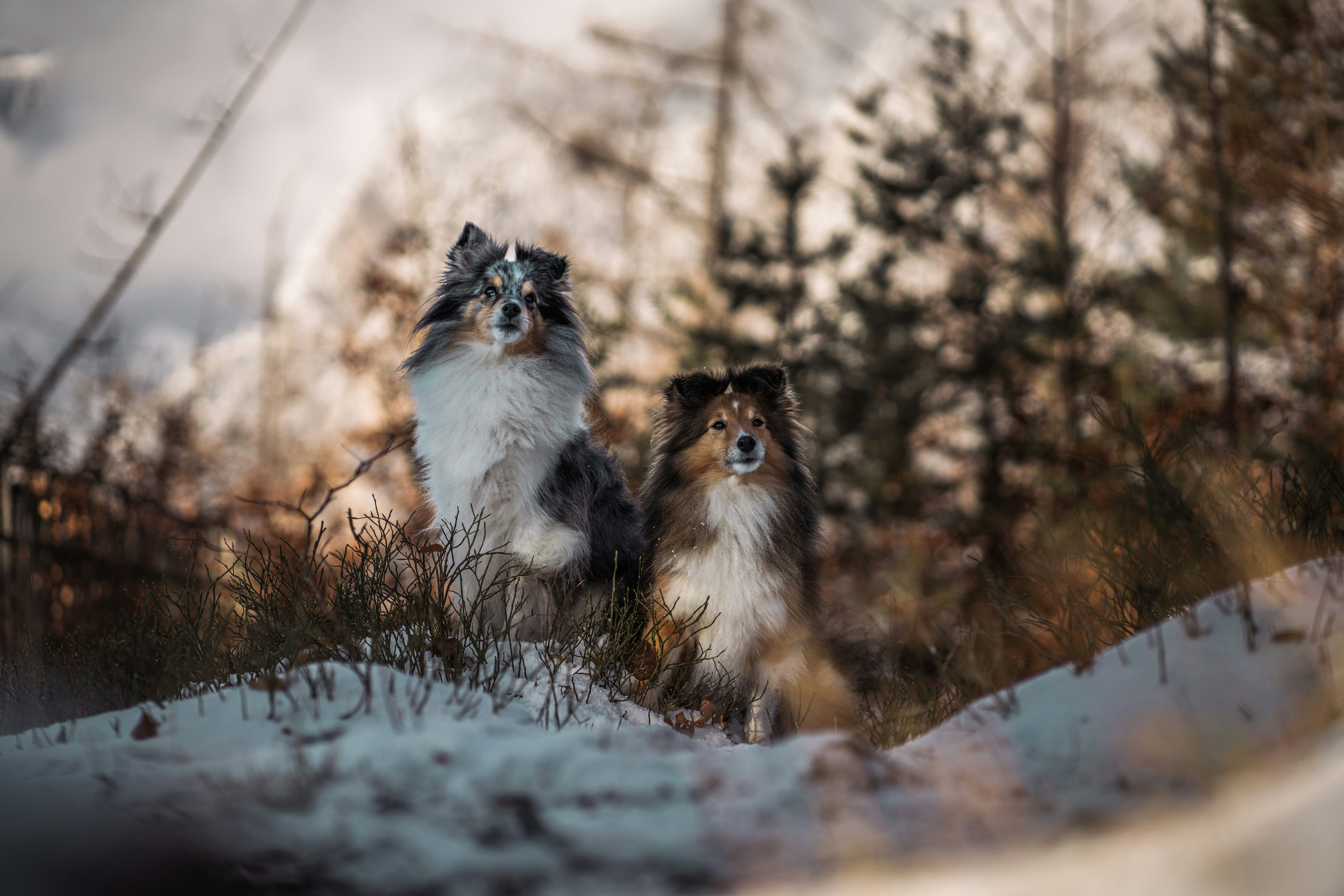 a couple of dogs standing on top of a snow covered field
