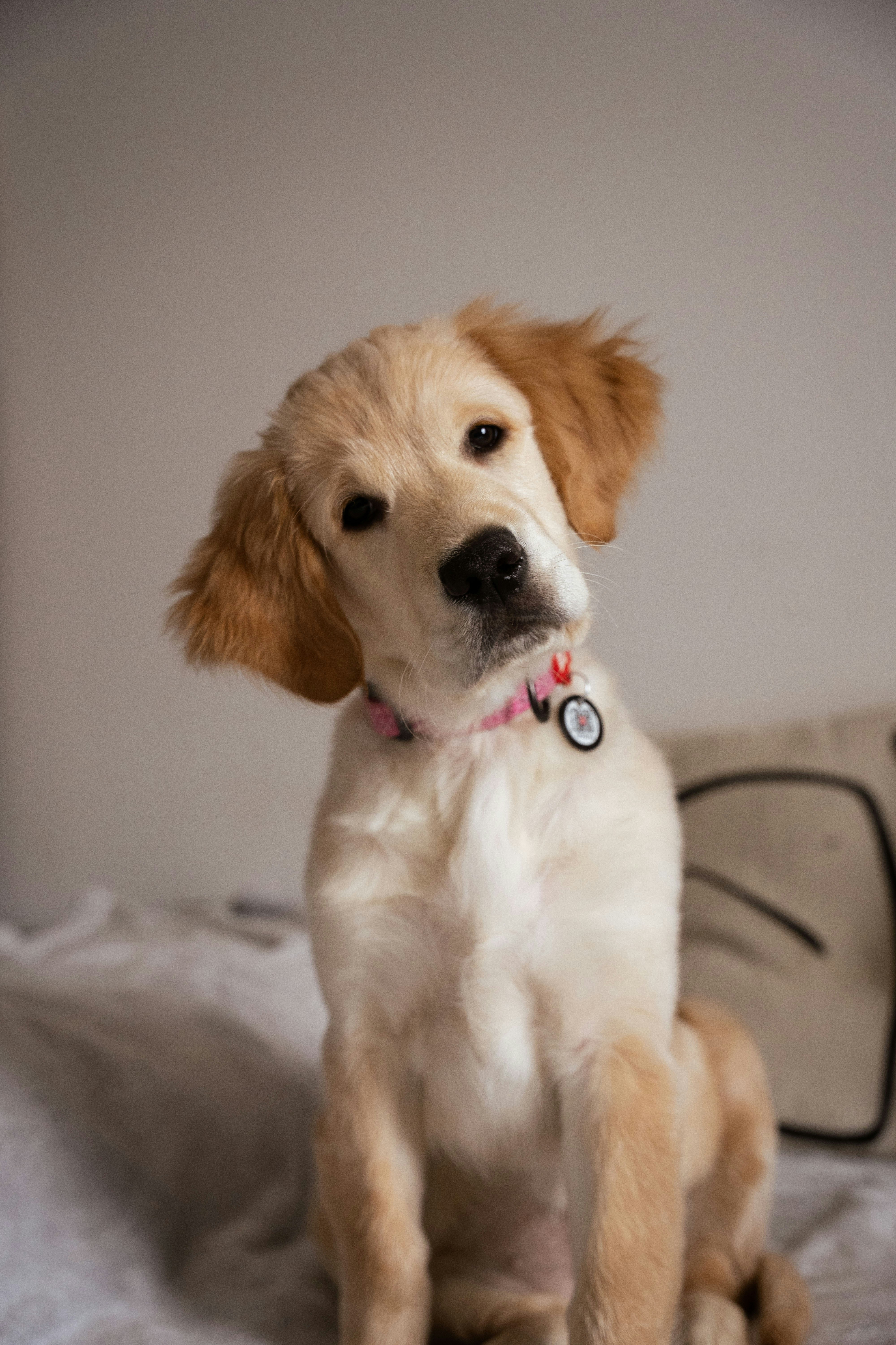 Tilted-Head Golden Retriever Puppy in Soft Indoor Glow