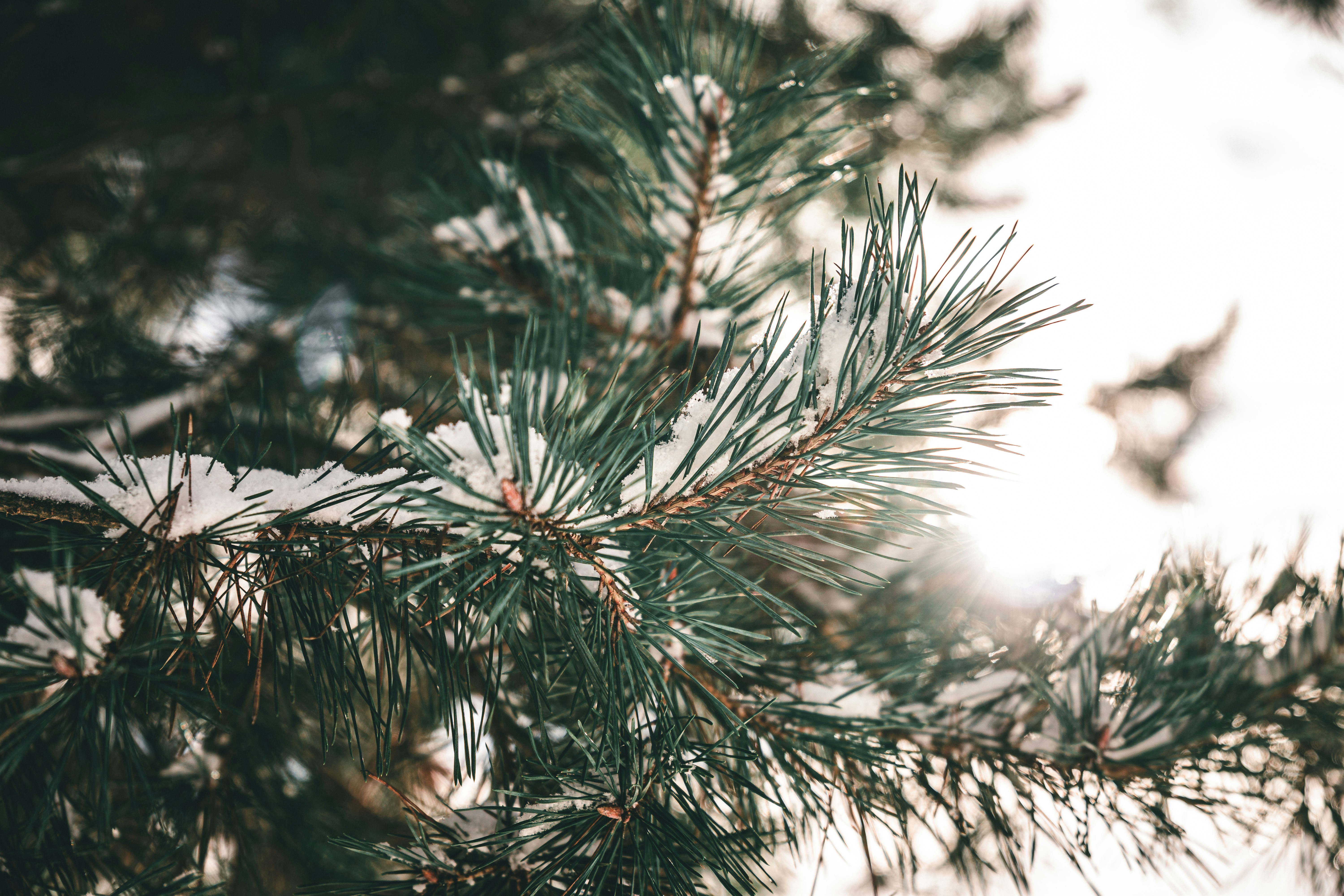 A pine tree branch with snow on it photo – Free Plant Image on Unsplash