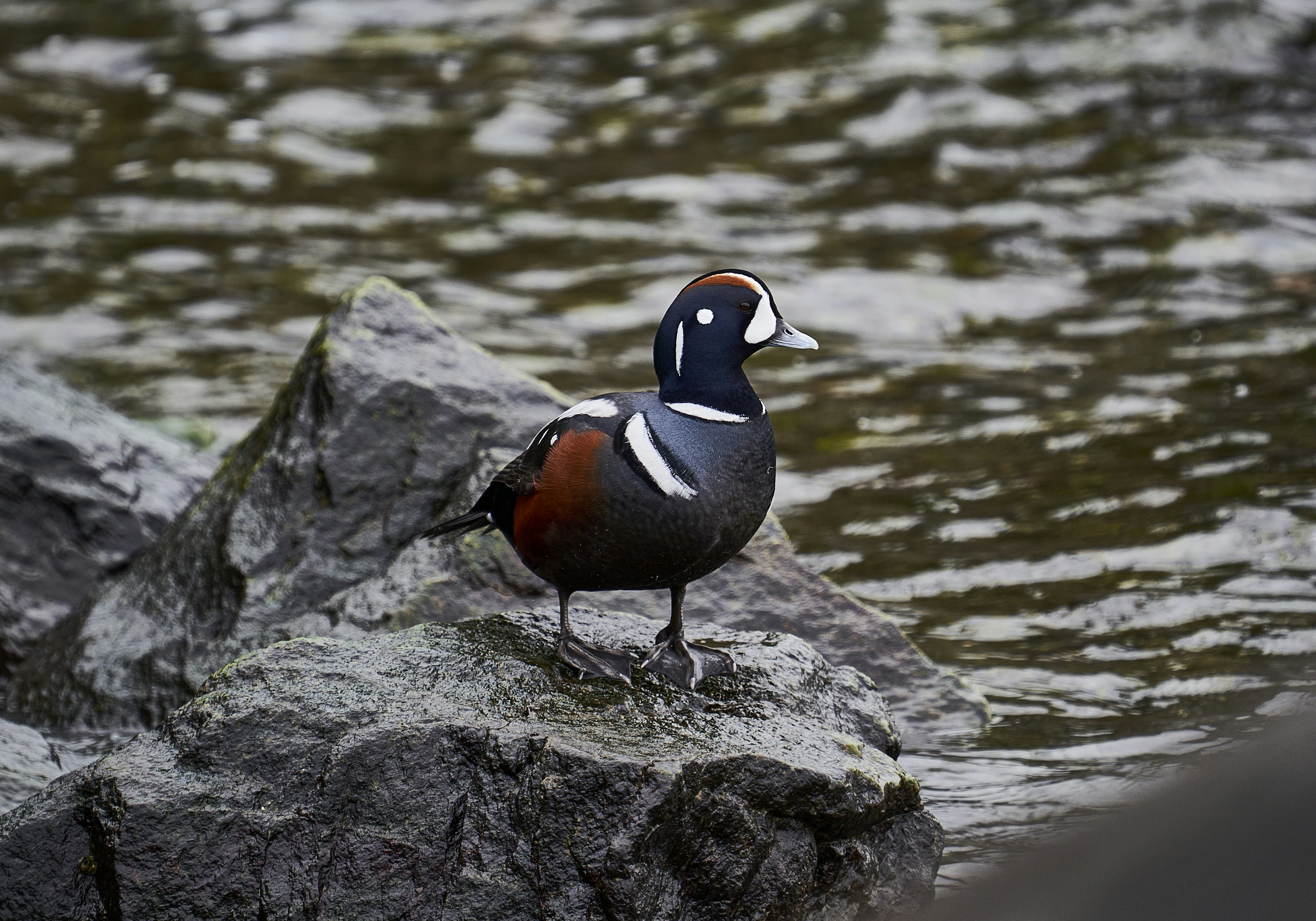Red-breasted Duck on a rocky shoreline