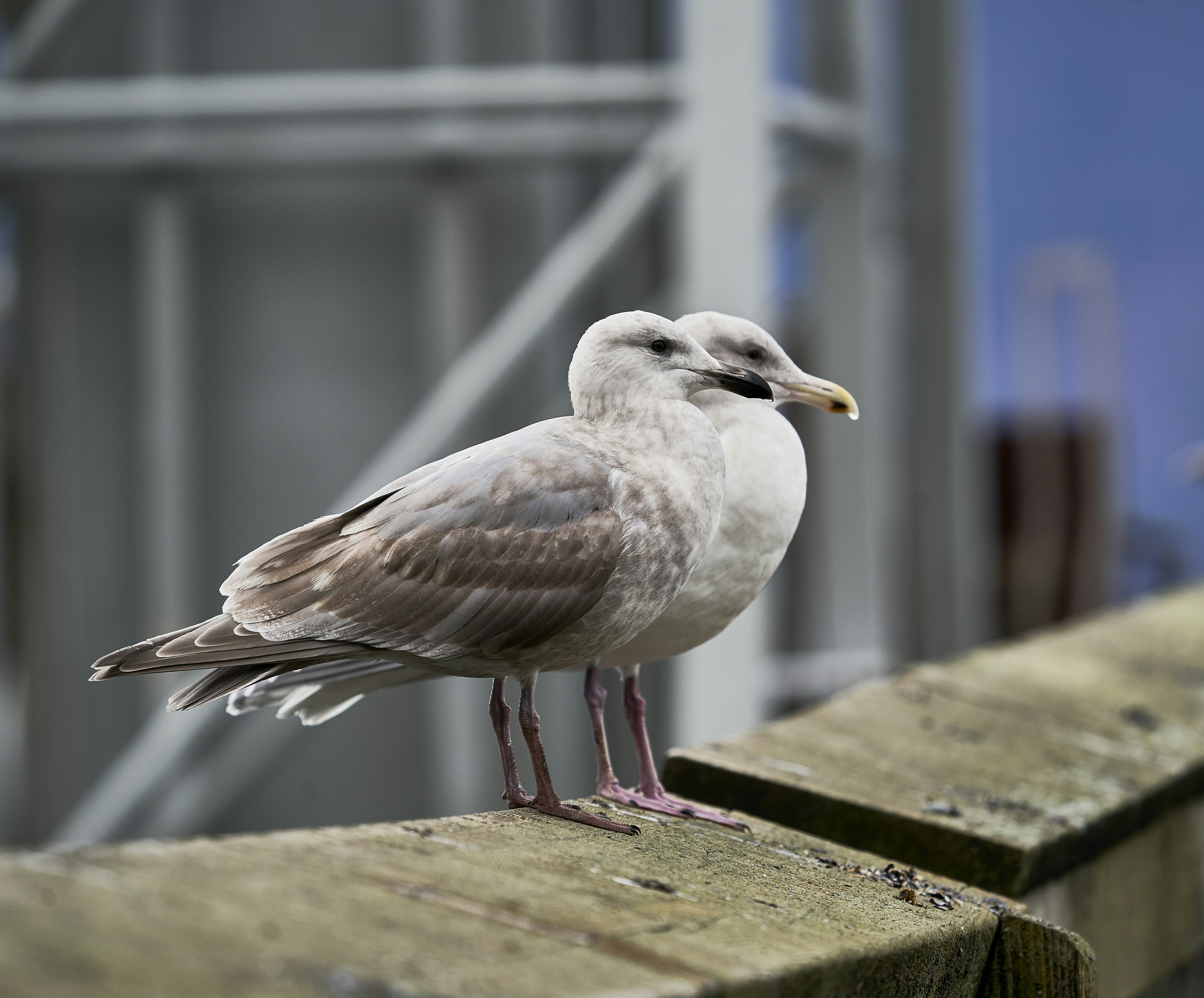 Photo by Ashwini Chaudhary(Monty) with Sony Alpha 7 III