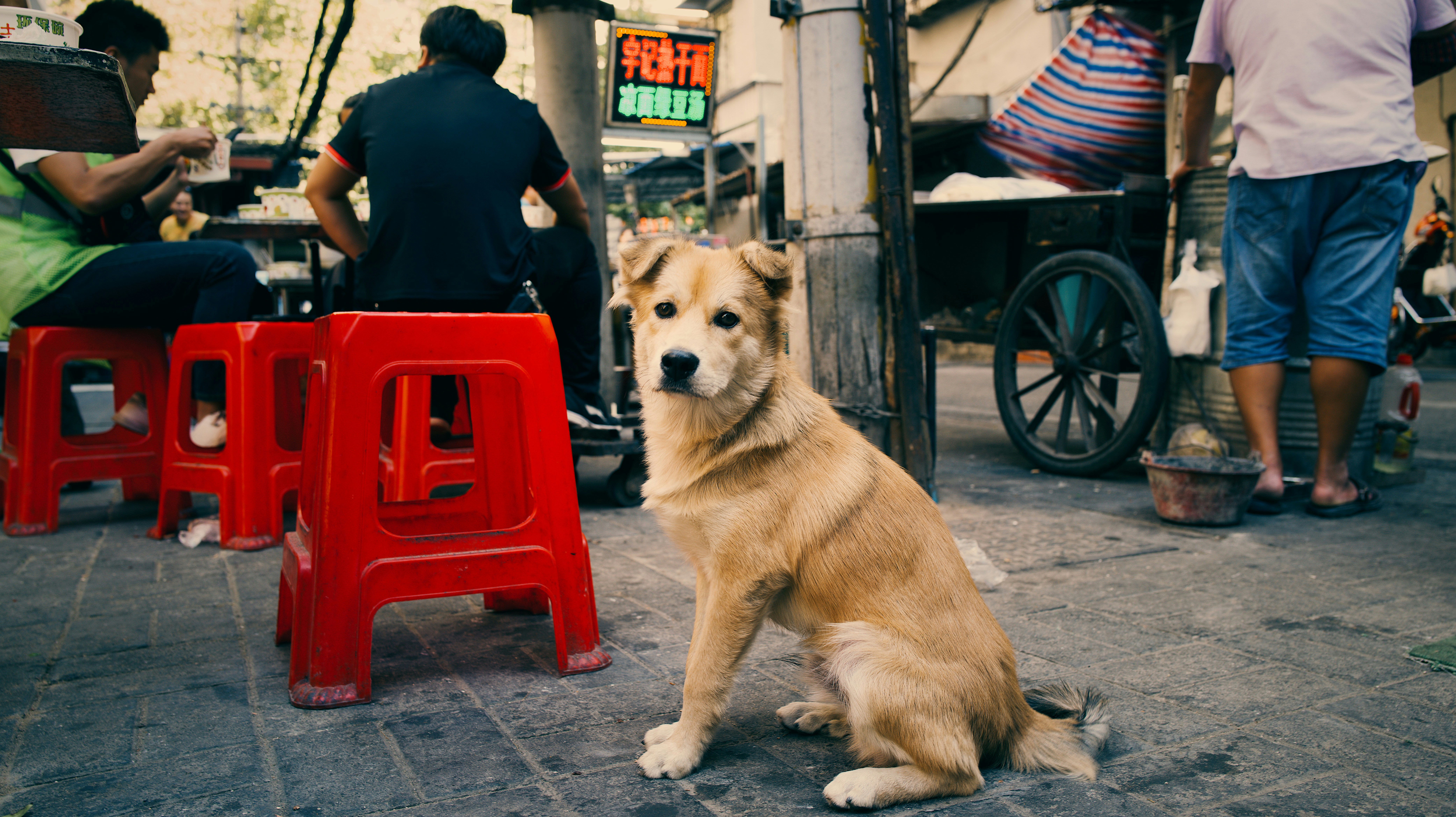 Golden Watch on the Street: A Dog Among Red Plastic Stools