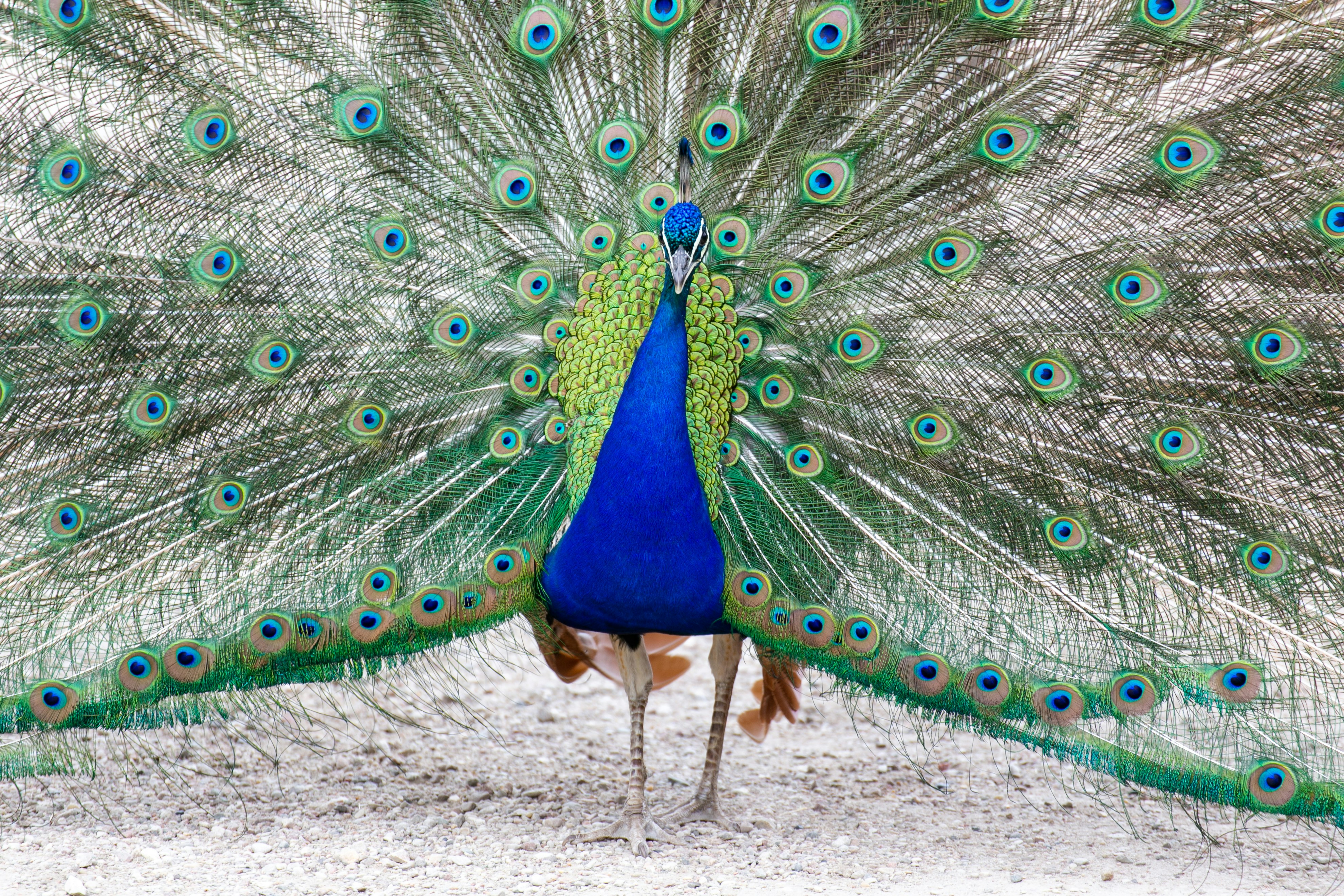 Cerulean Crest Amid an Eye-Spot Curtain