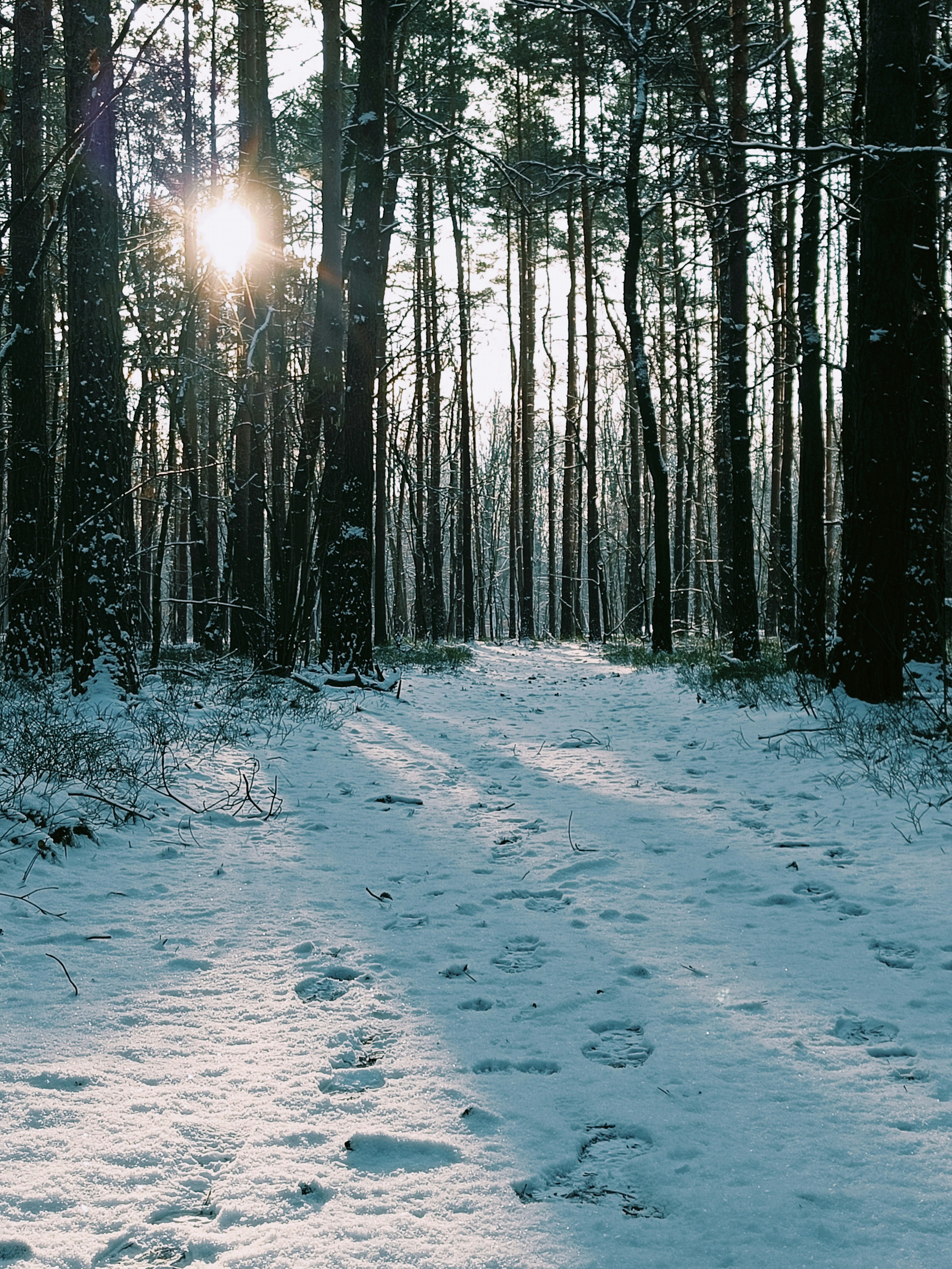 A snow covered path in the middle of a forest photo – Free Katowice ...