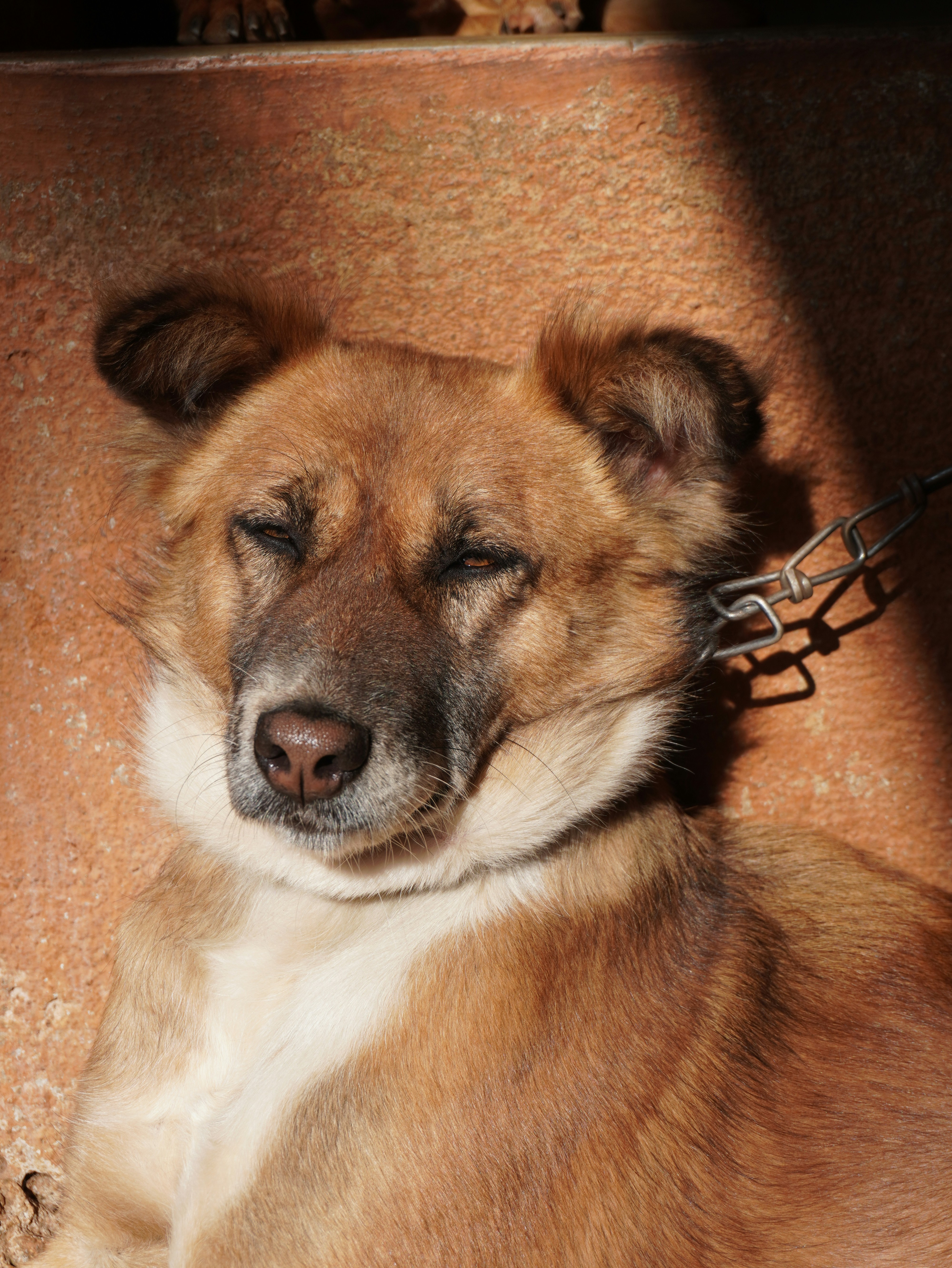 Brick-Side Siesta: a dog naps in sunlit shade