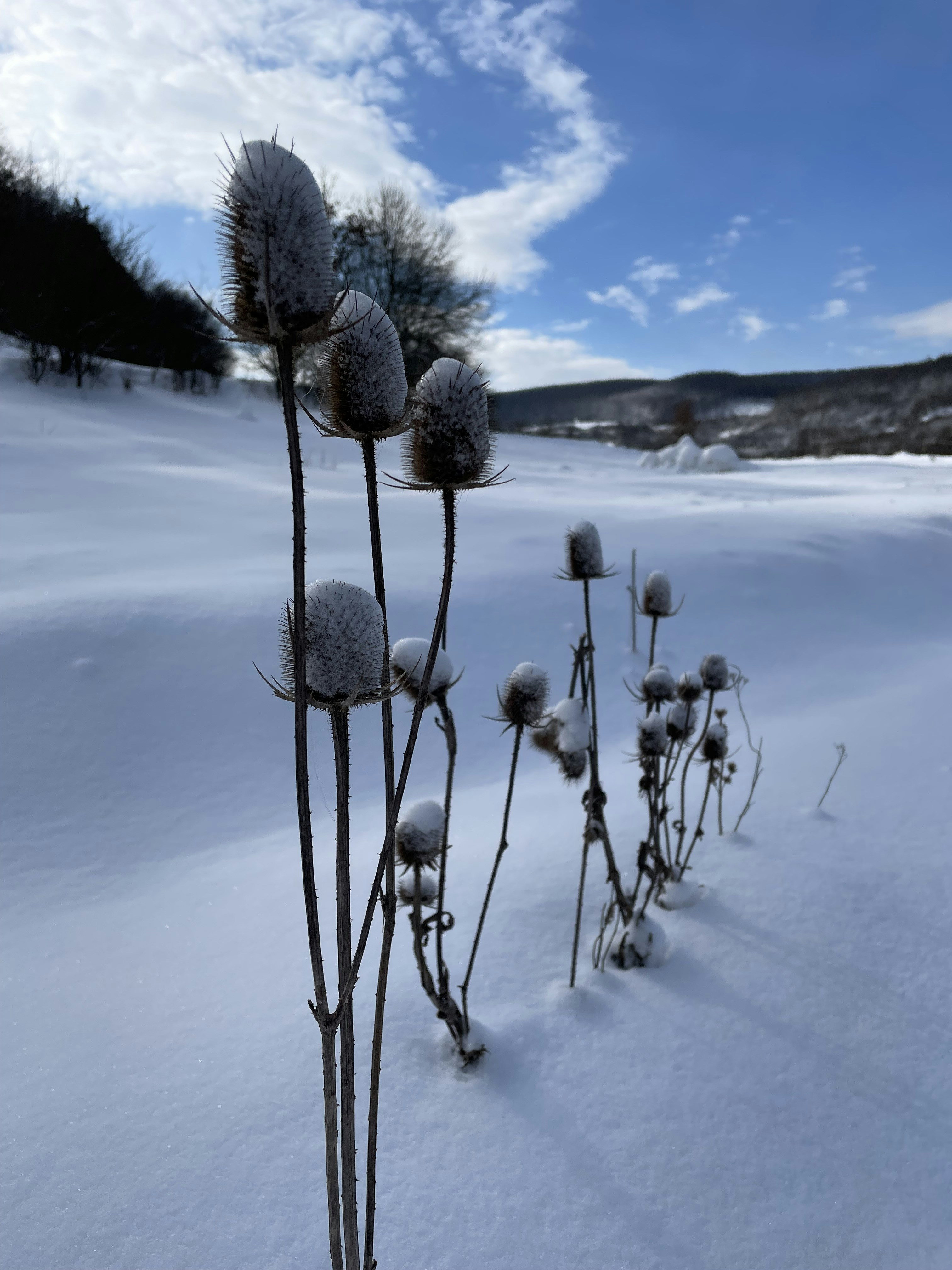 A bunch of plants that are in the snow photo – Free Snow Image on Unsplash