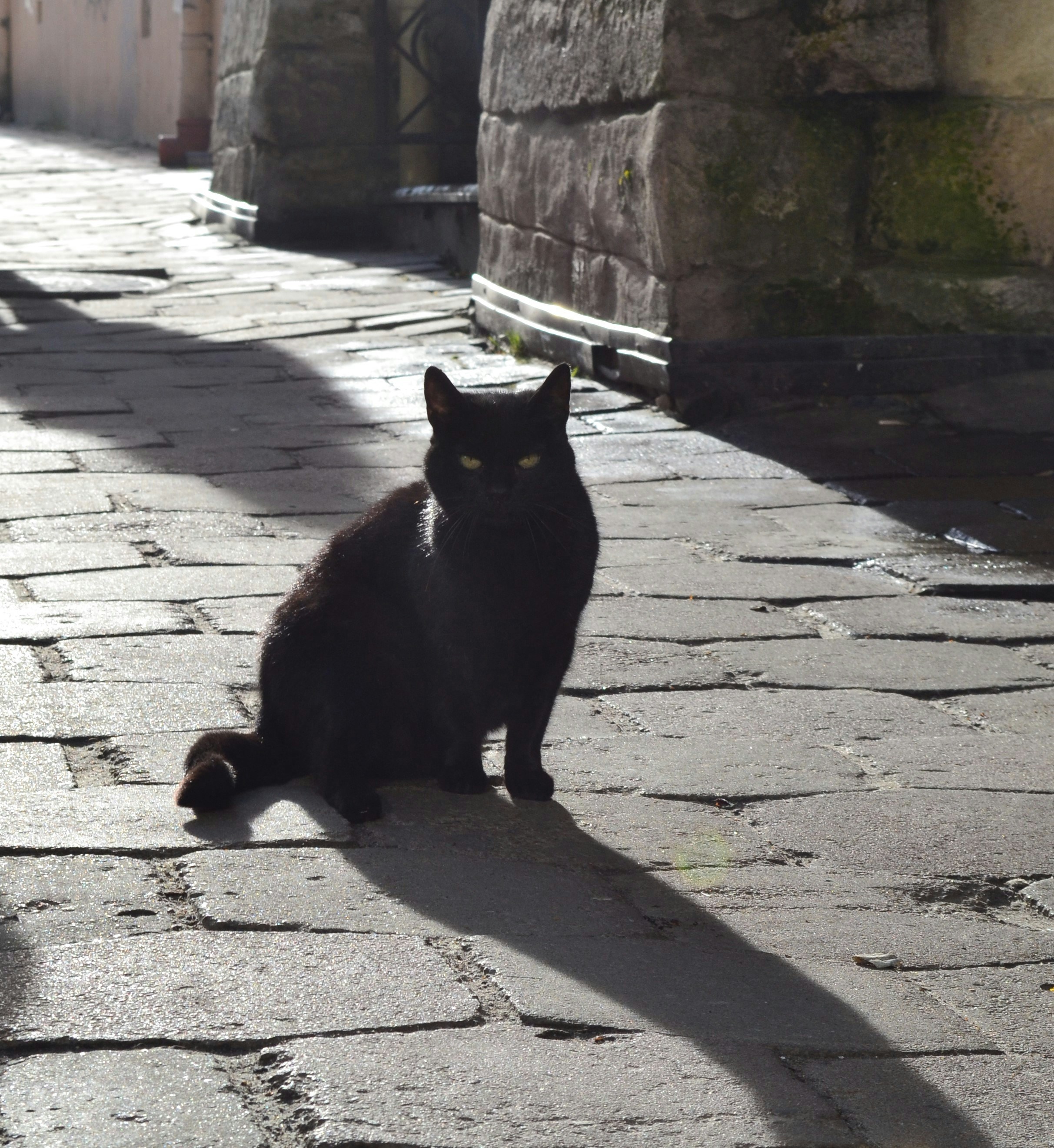Sunlit Silhouette: A Black Cat on Weathered Cobblestones