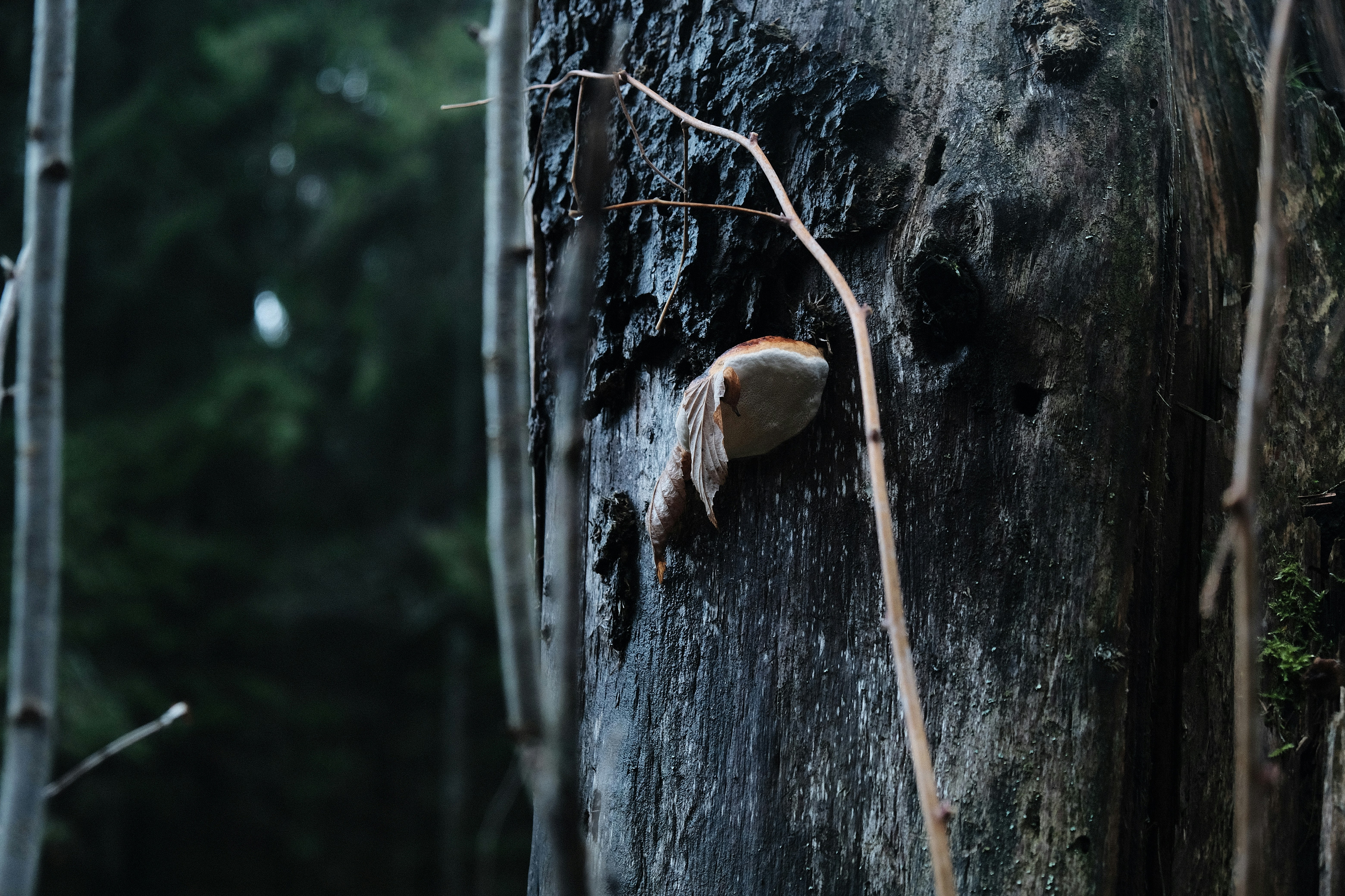 Fujifilm X-T30 Fujifilm XF18-55mm f/2.8-4.0 Recipe: Fujichrome Sensia 100 (fujixweekly)