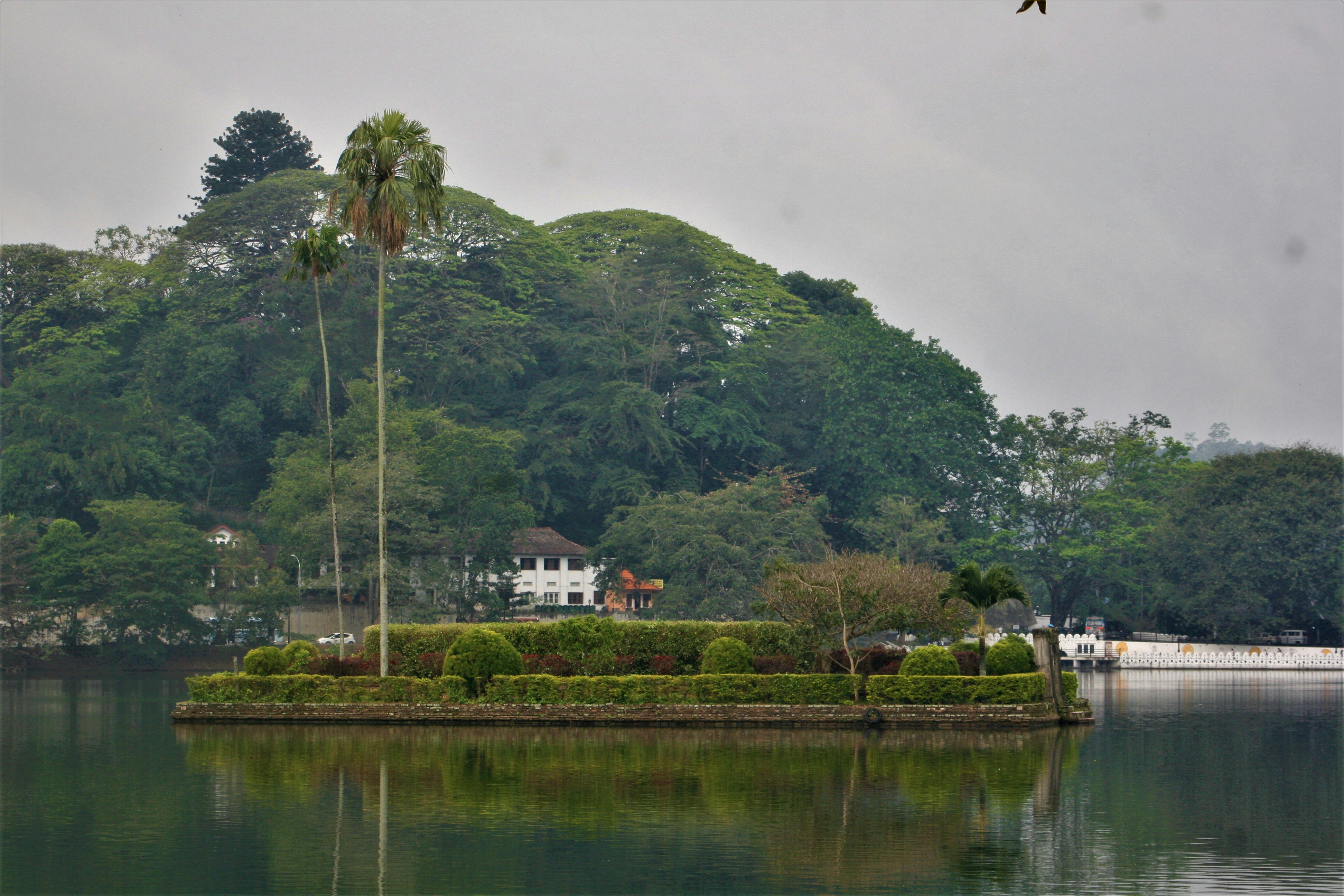 Serenity Amidst Lush Greenery