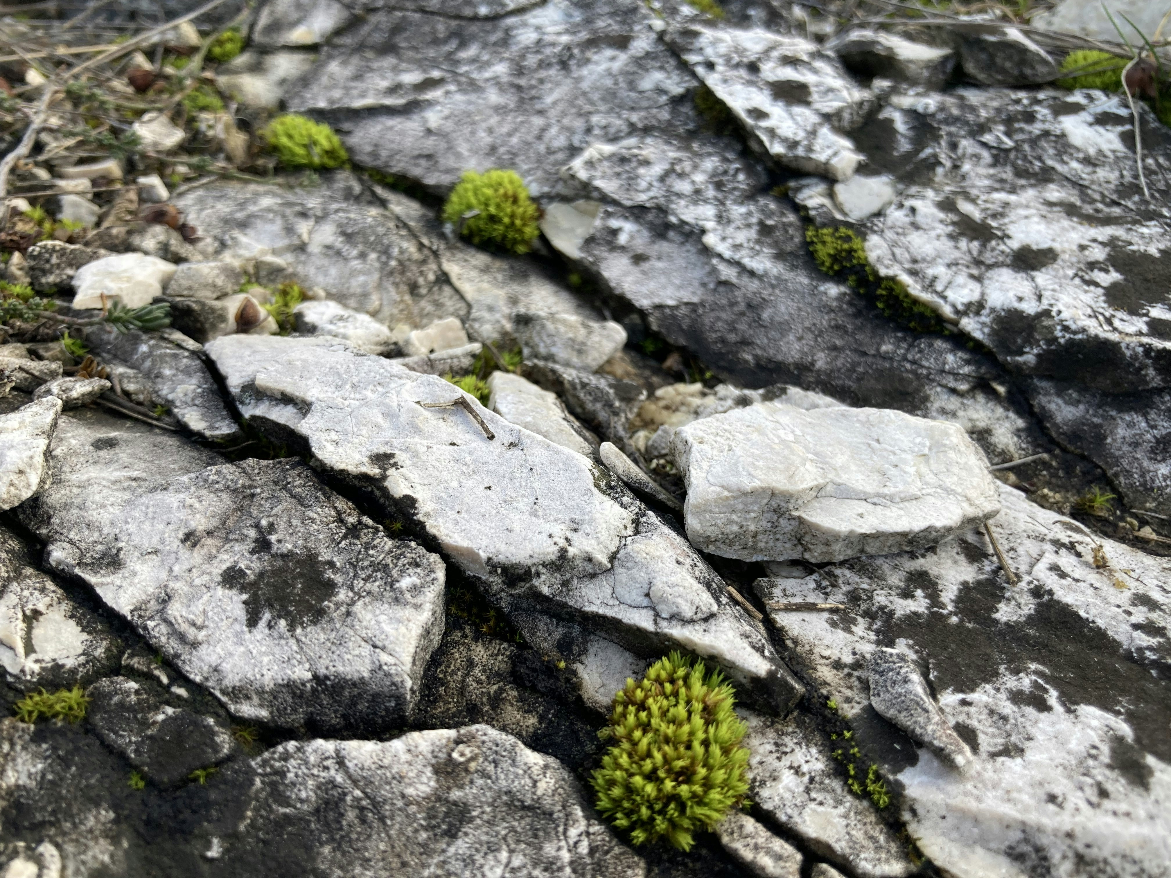 A bunch of moss growing on some rocks photo – Free Rock Image on Unsplash