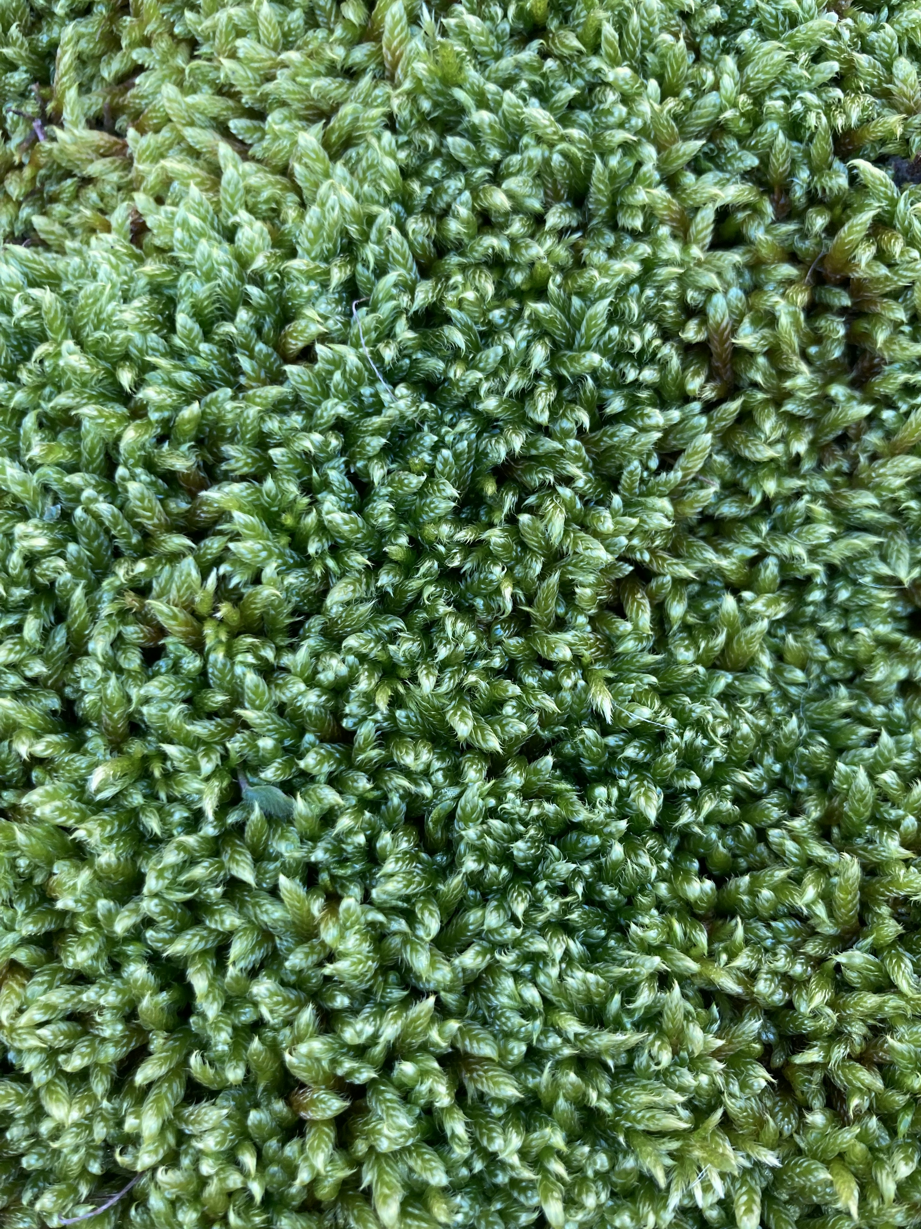 Emerald Carpet: Close-Up of Dense Moss Texture