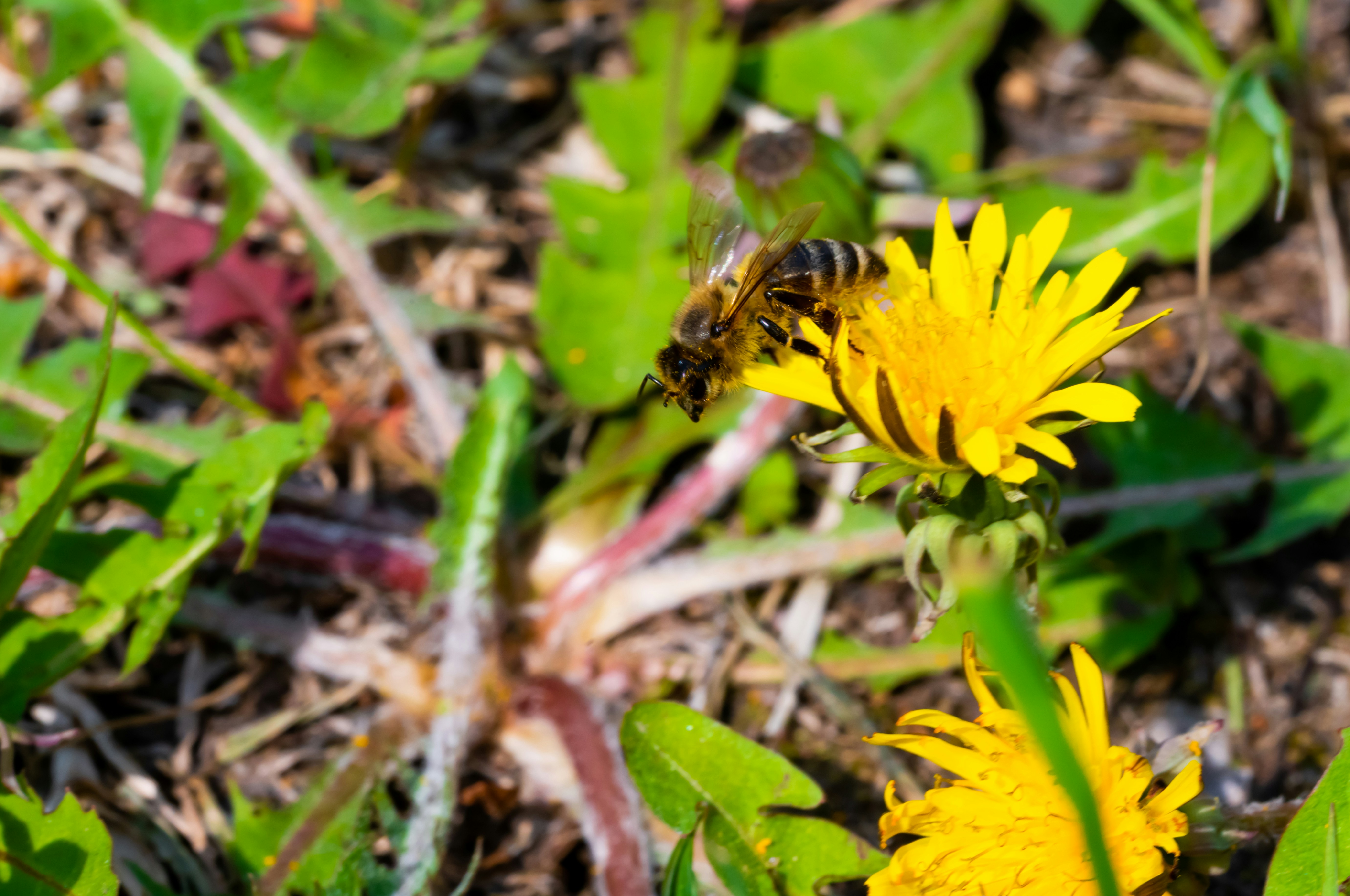 Pollinator Portrait: Bee at a Golden Dandelion Amid Spring Greens