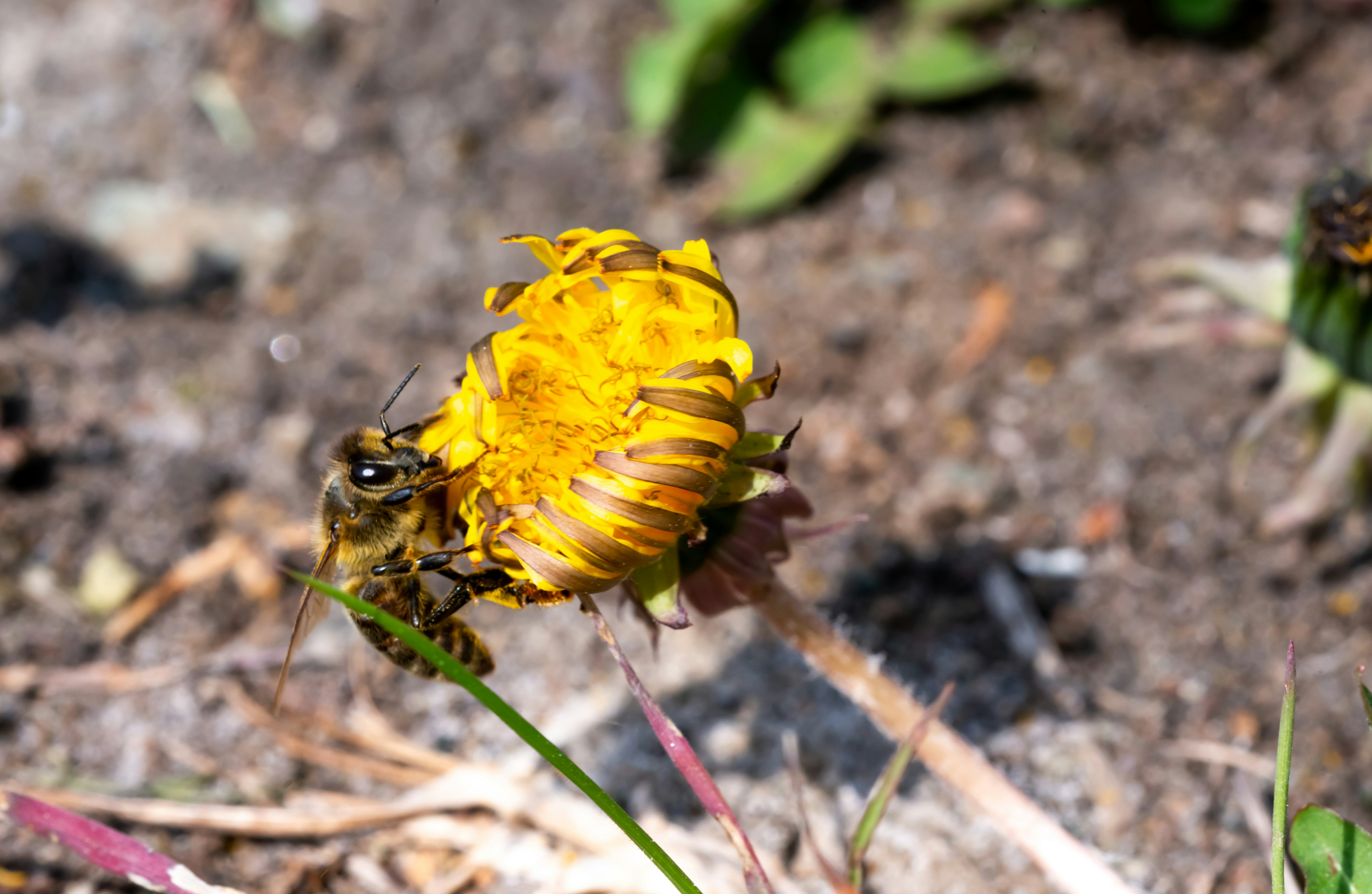 Bee Harvests Light on a Sunlit Yellow Bloom
