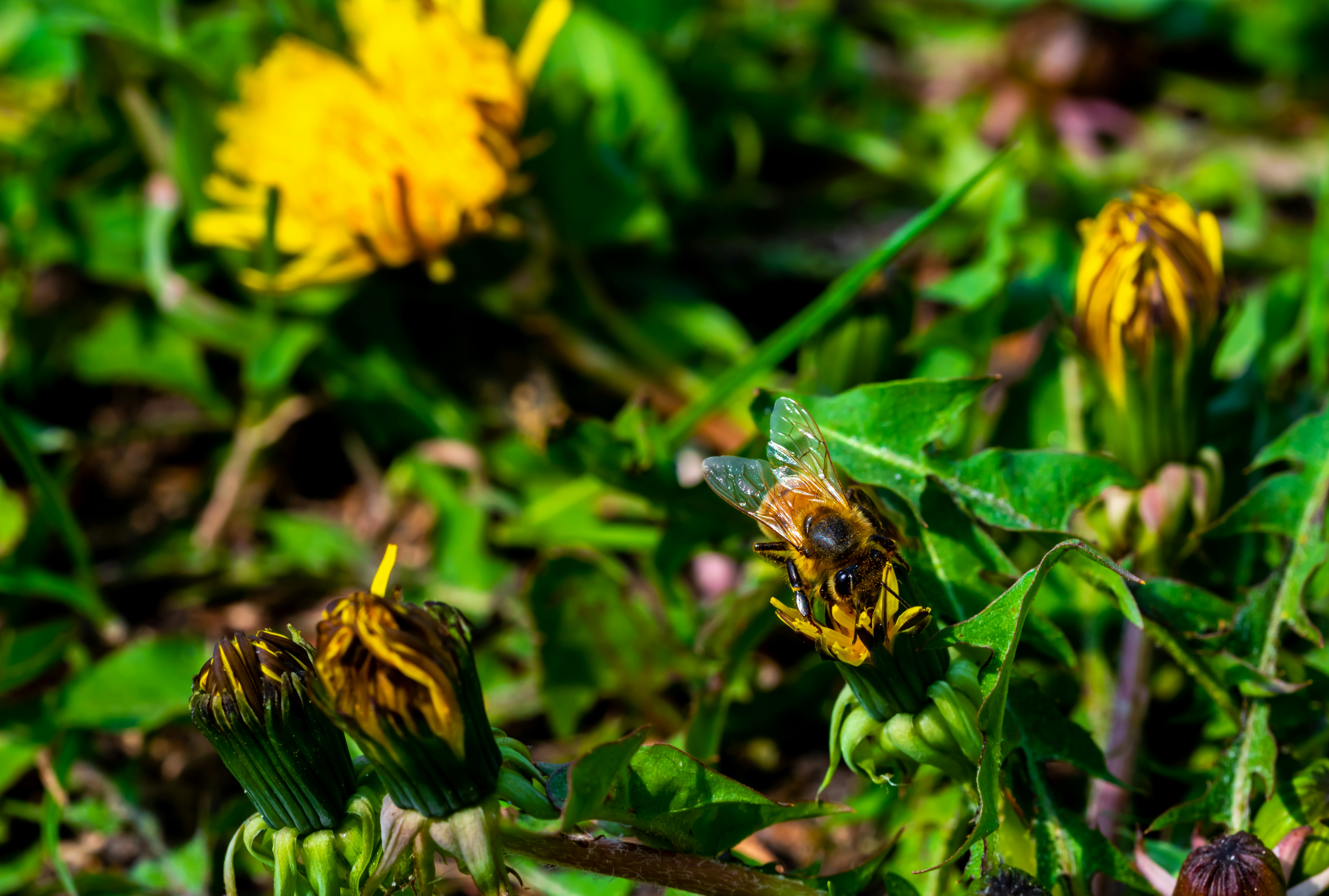 Macro Moment: Bee Perched on a Wilted Bloom Against a Dandelion-Rich Backdrop
