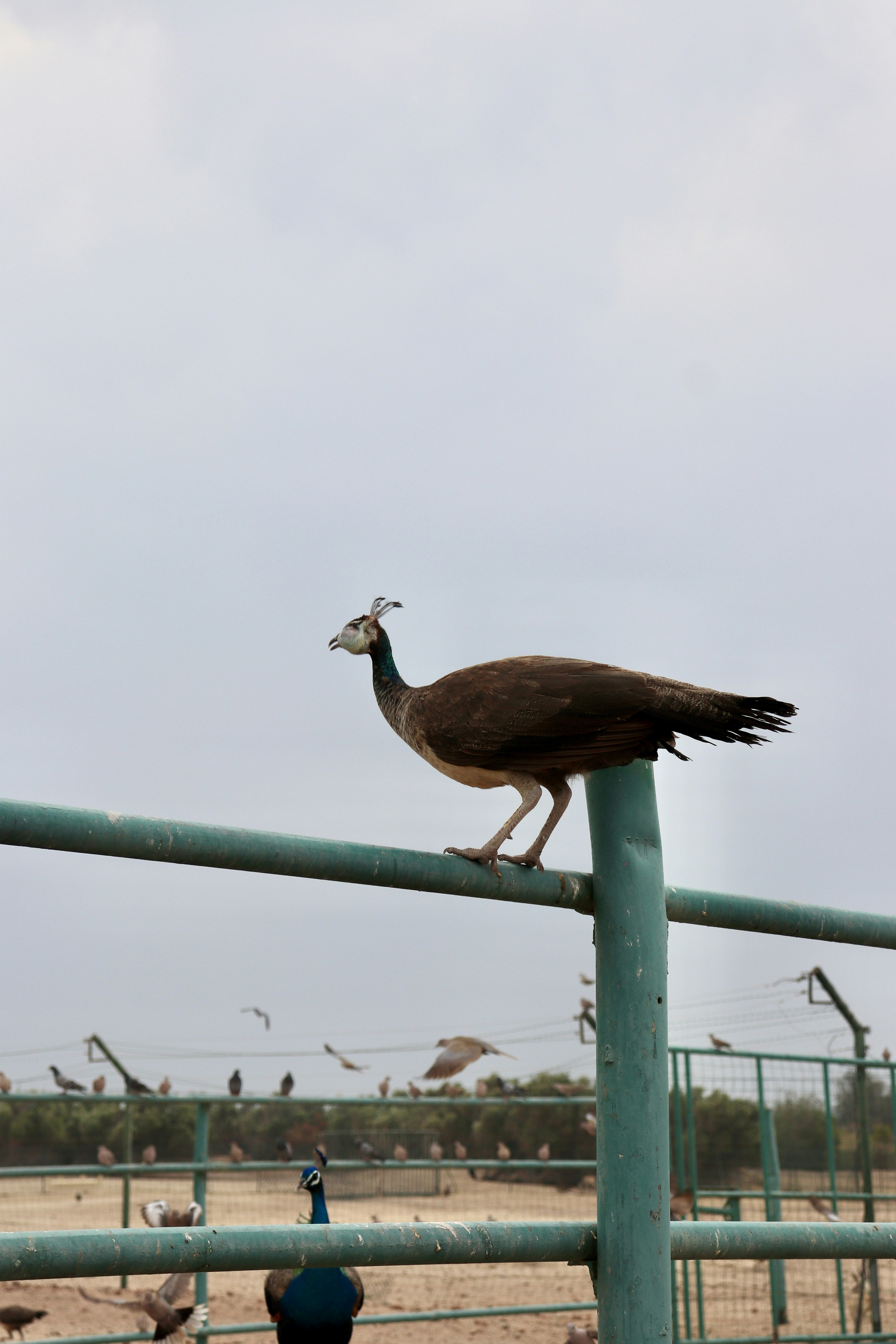 Peahen on the Rails: a quiet vigil over the aviary