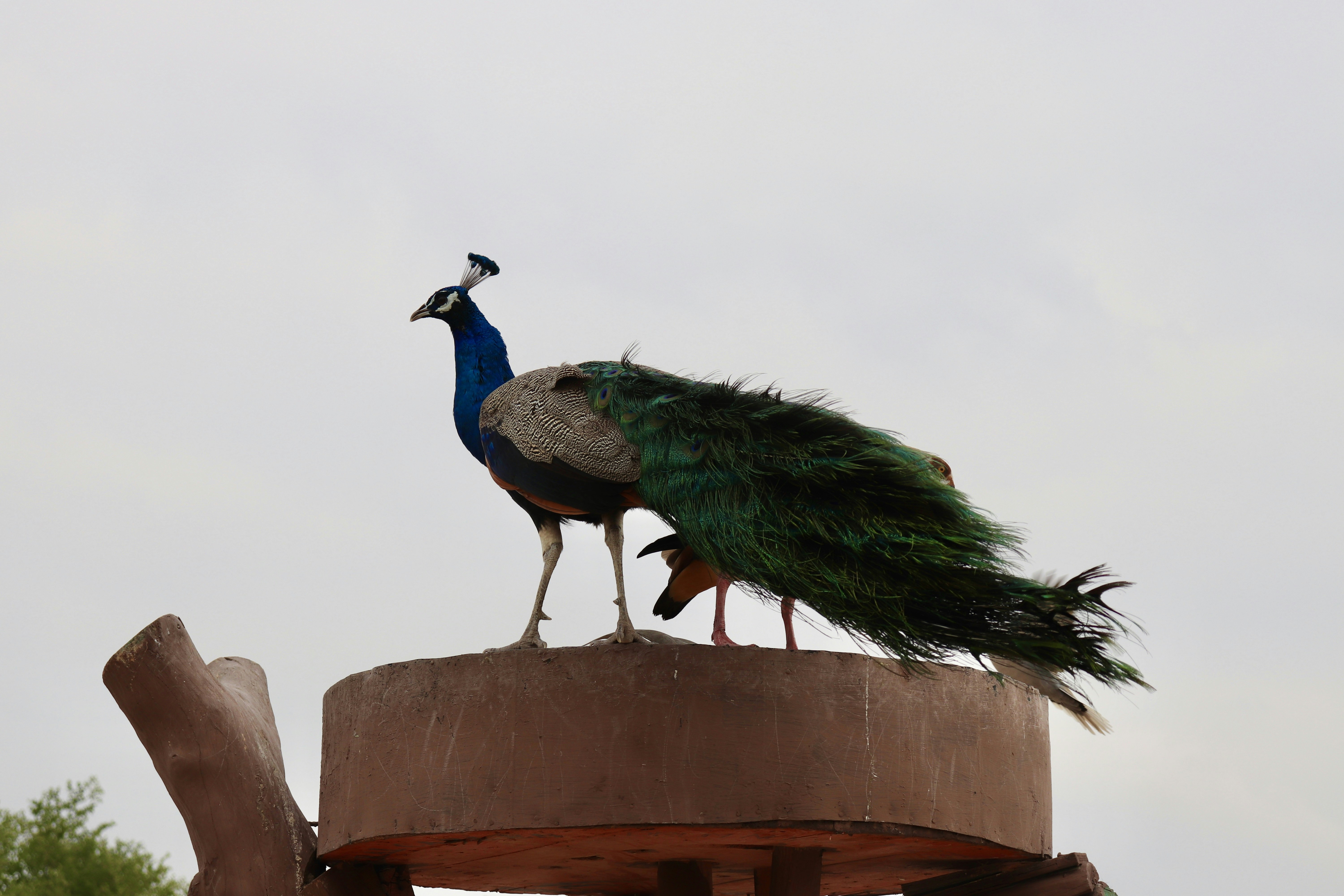 Emerald Crest on a Weathered Platform: A Peacock's Quiet Observation