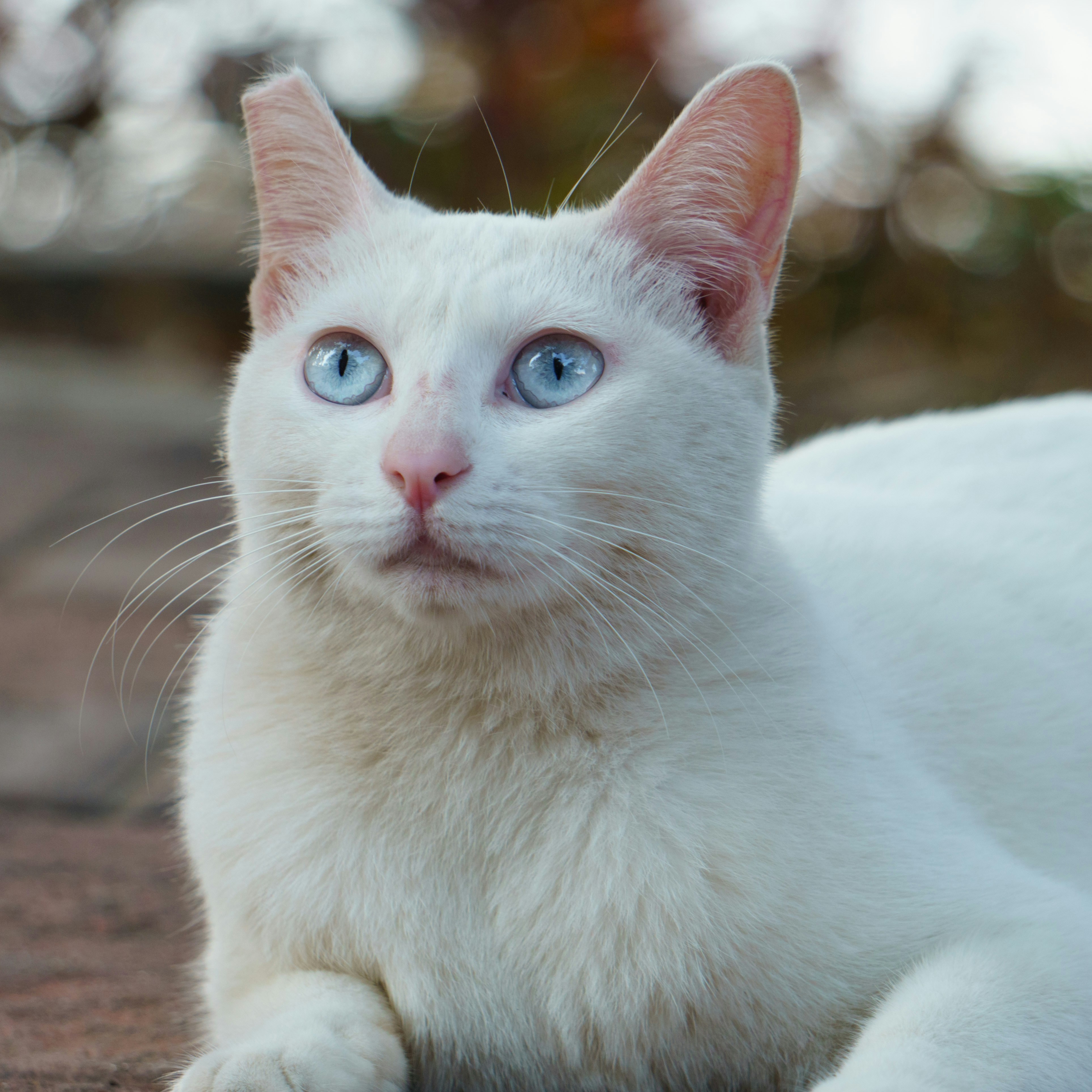 Un gato blanco con ojos azules acostado foto – Imagen de Gato gratuita en Unsplash