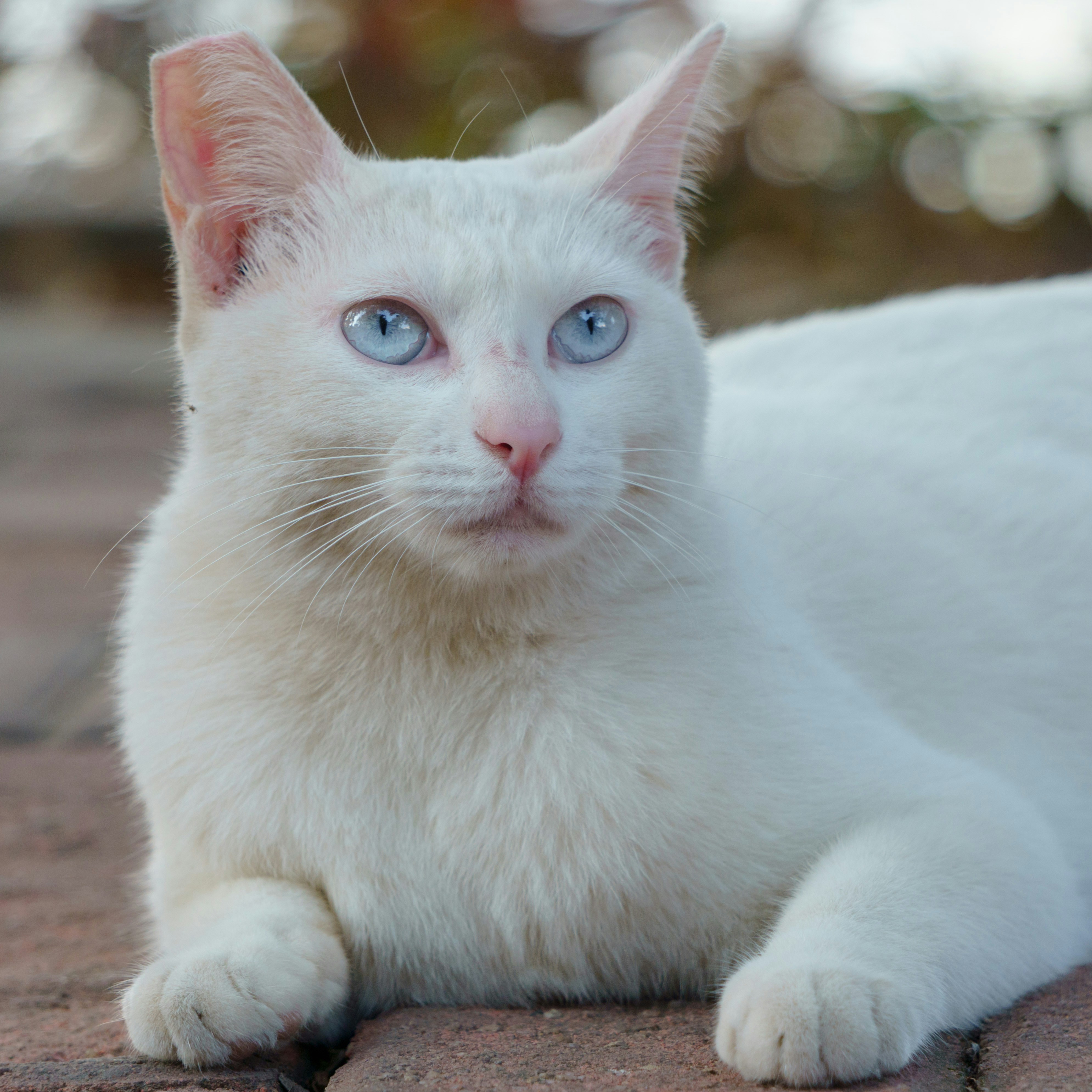 White cat lounging on a brick surface with striking blue eyes, surrounded by a softly blurred background.