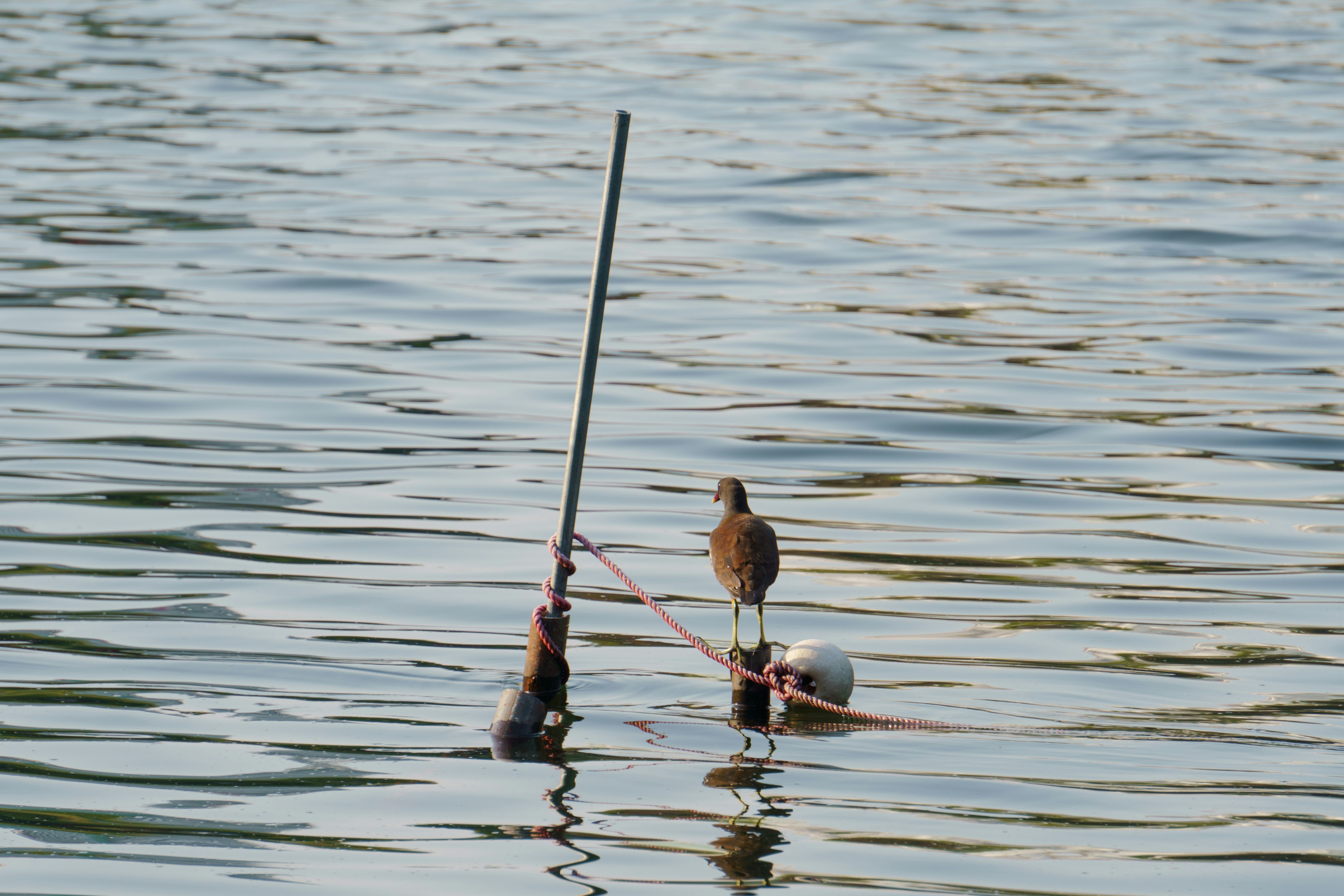 Photo by Shawn Rain with Sony Alpha 6400