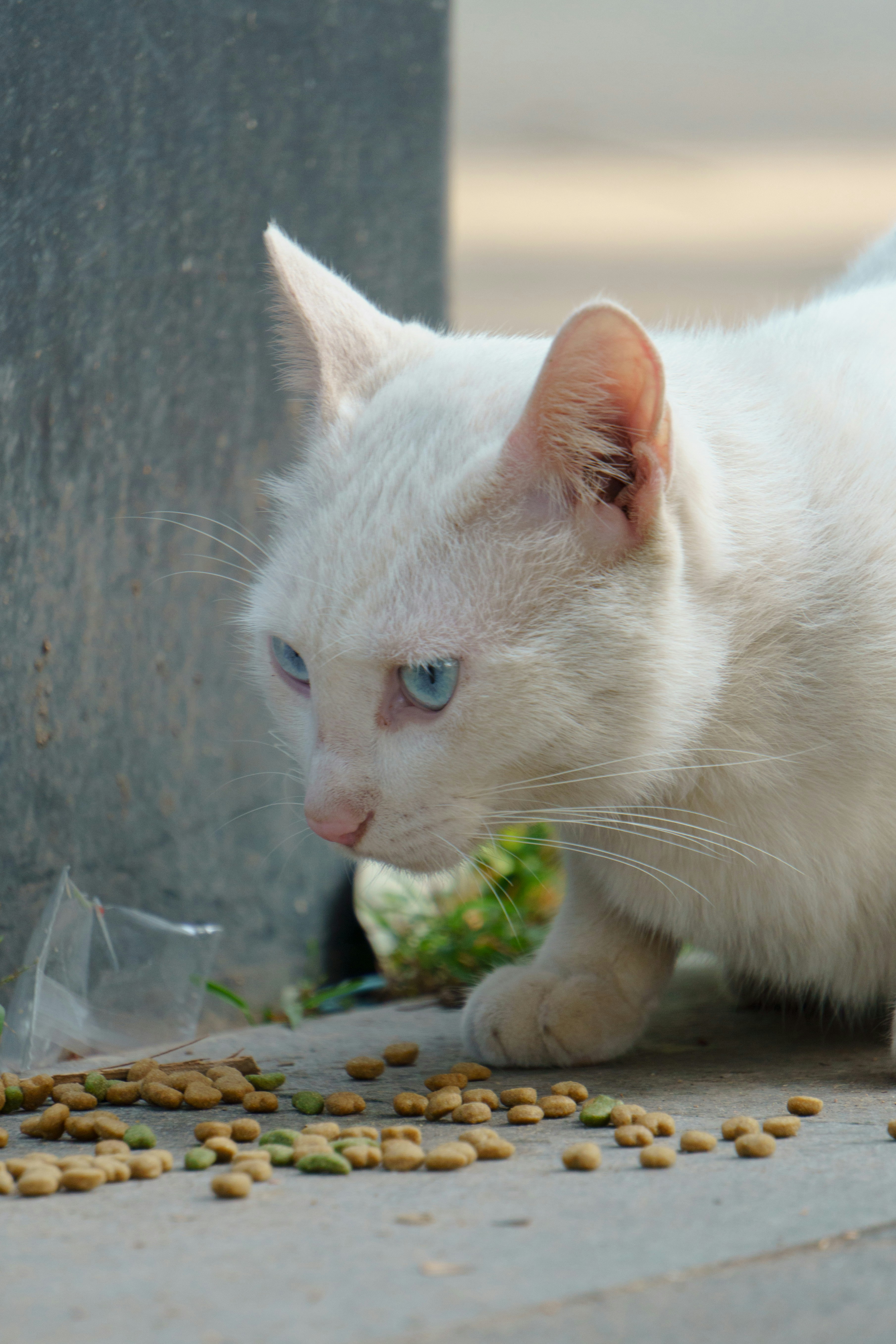 A white cat eating food from a bag photo – Free Animal Image on Unsplash