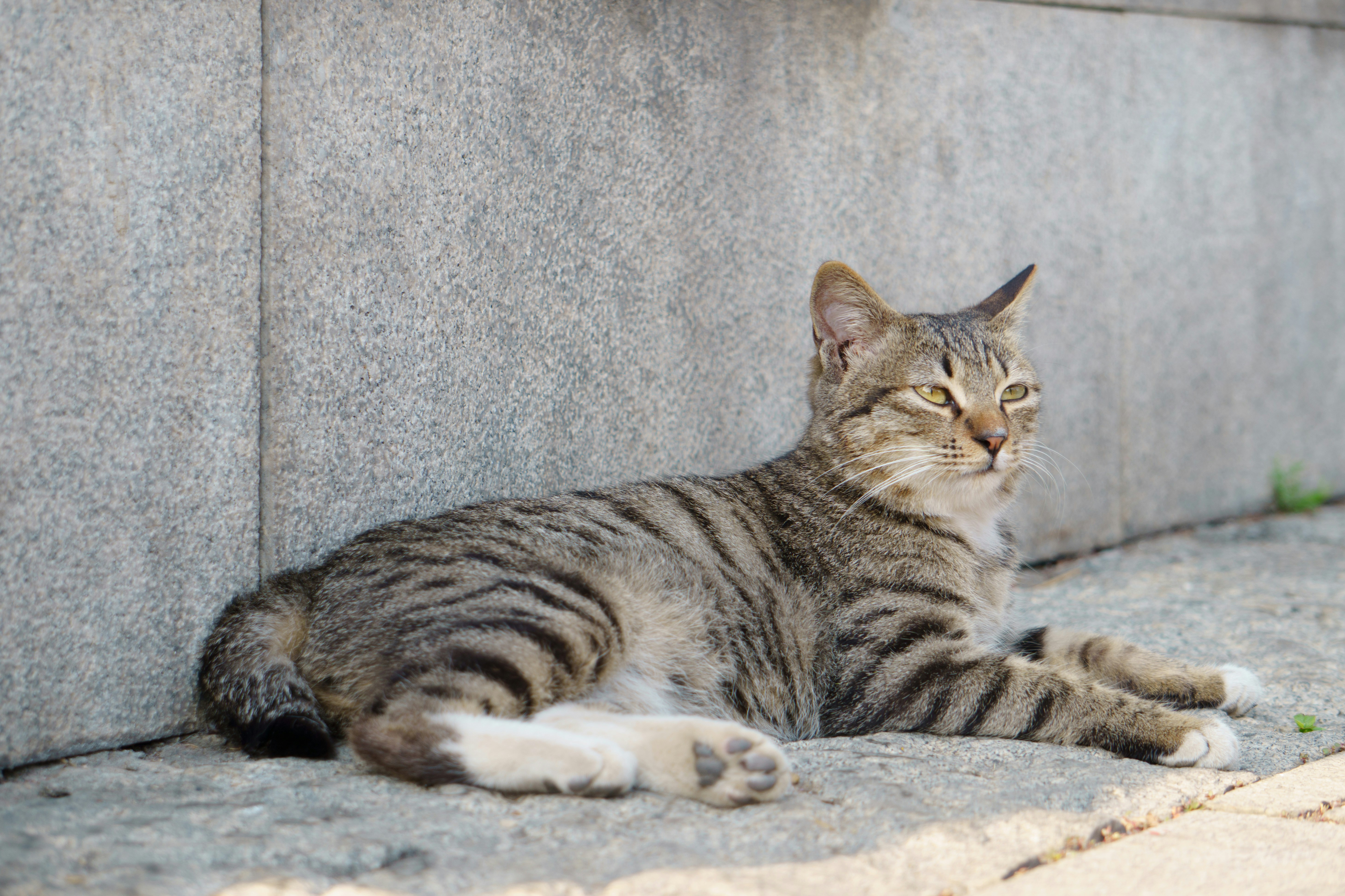 A cat laying on the ground next to a wall photo – Free Animal Image on ...