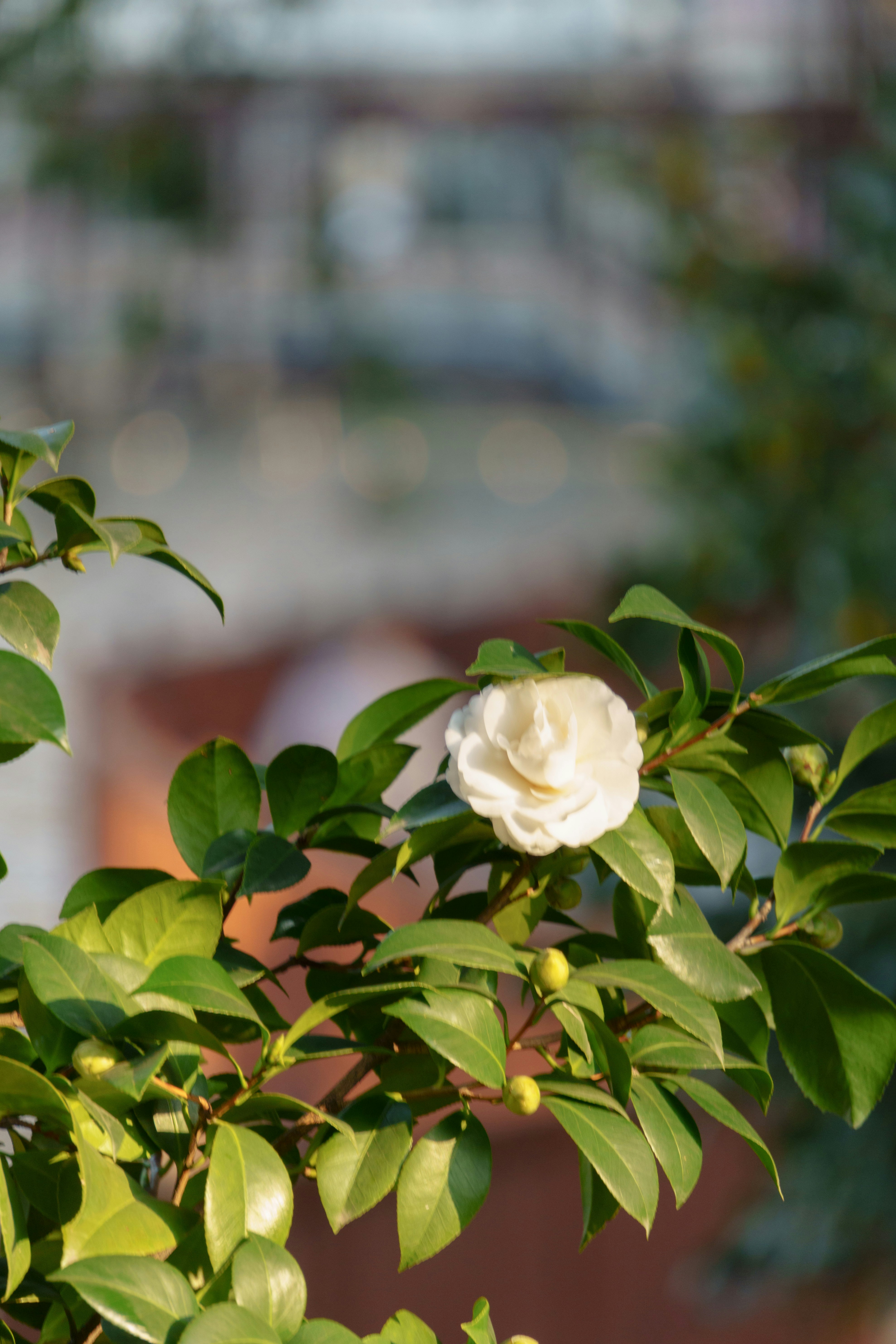 Photo by Shawn Rain with Sony Alpha 6400