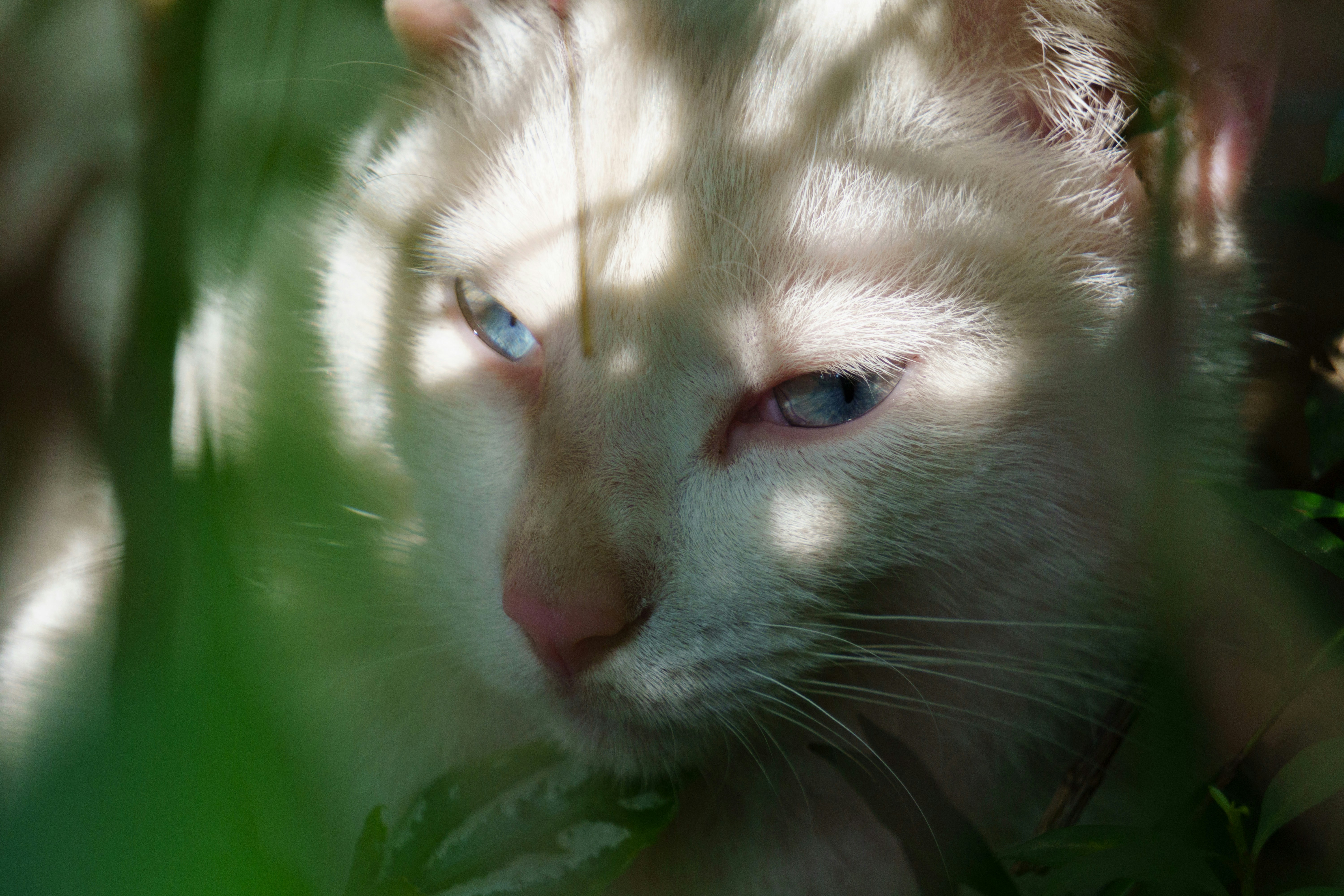 Hidden Snowcat: White Feline Revealed Through Leaf Veils
