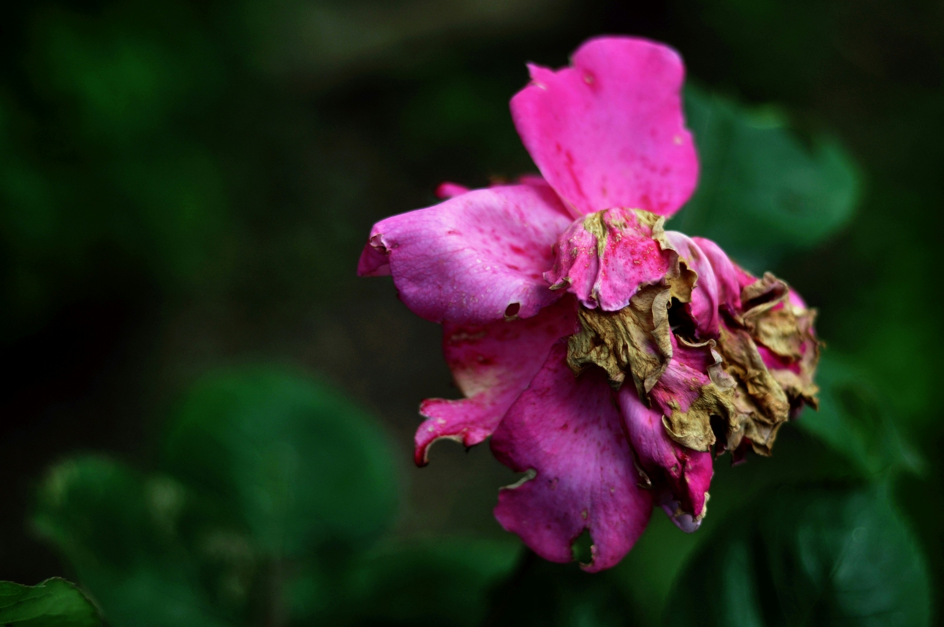 Withering Pink Rose Petals: A Close Portrait of Decay