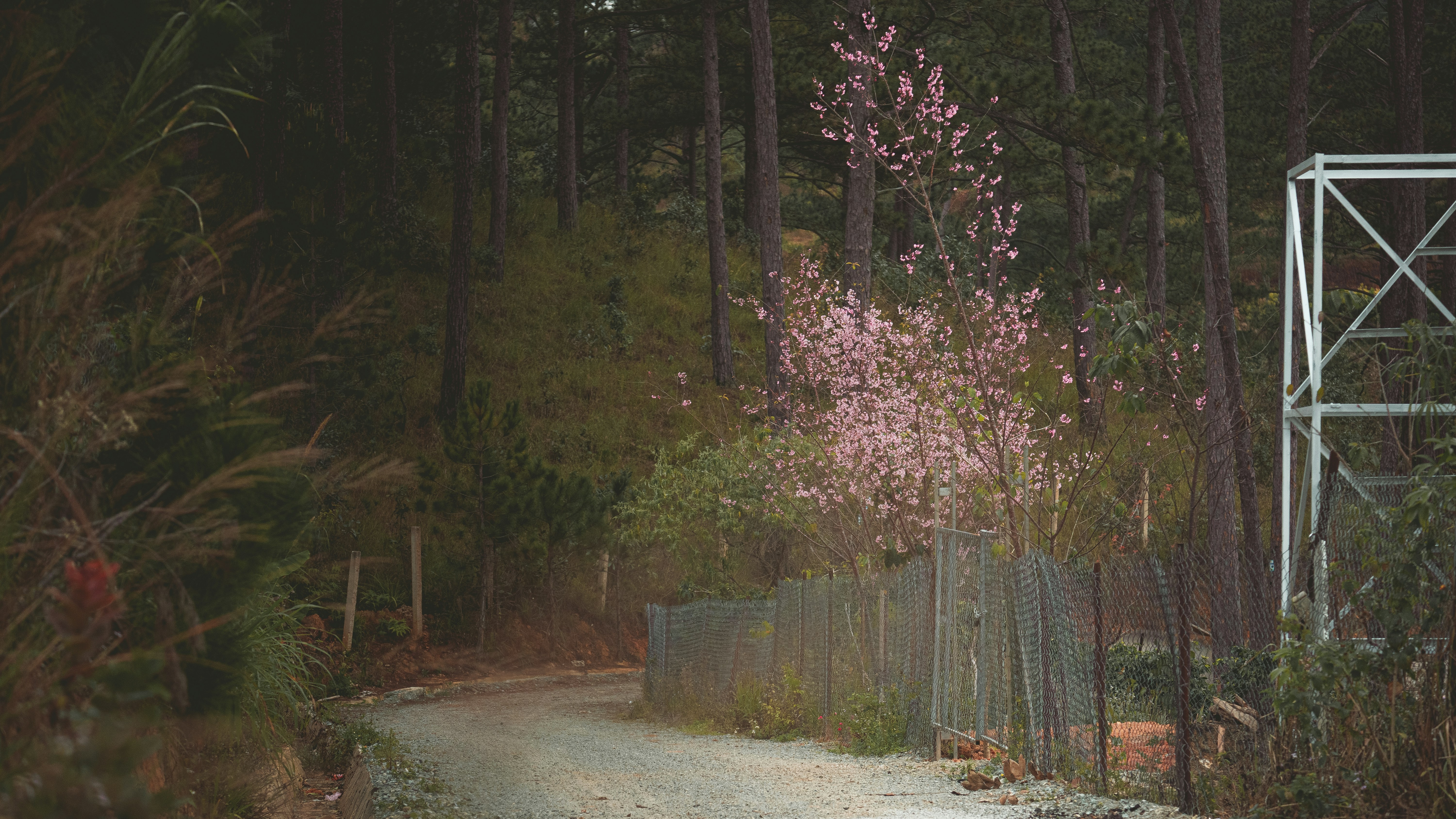 Pink Blossom at the Forest Path Gate