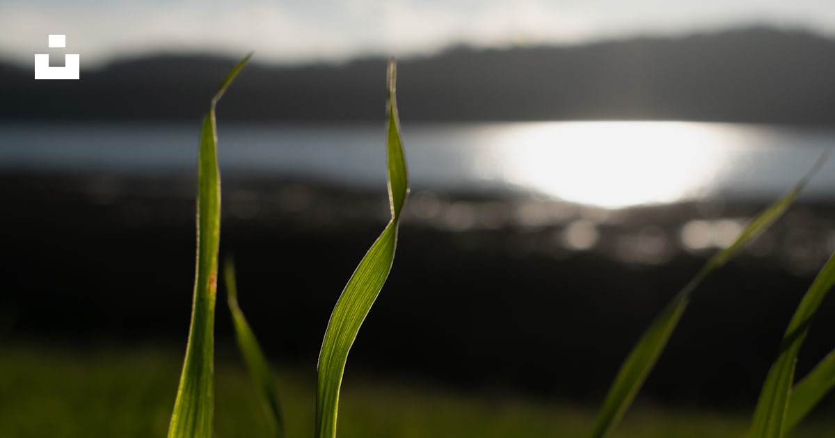 湖を背景に草の接写の写真 Unsplashの無料草写真