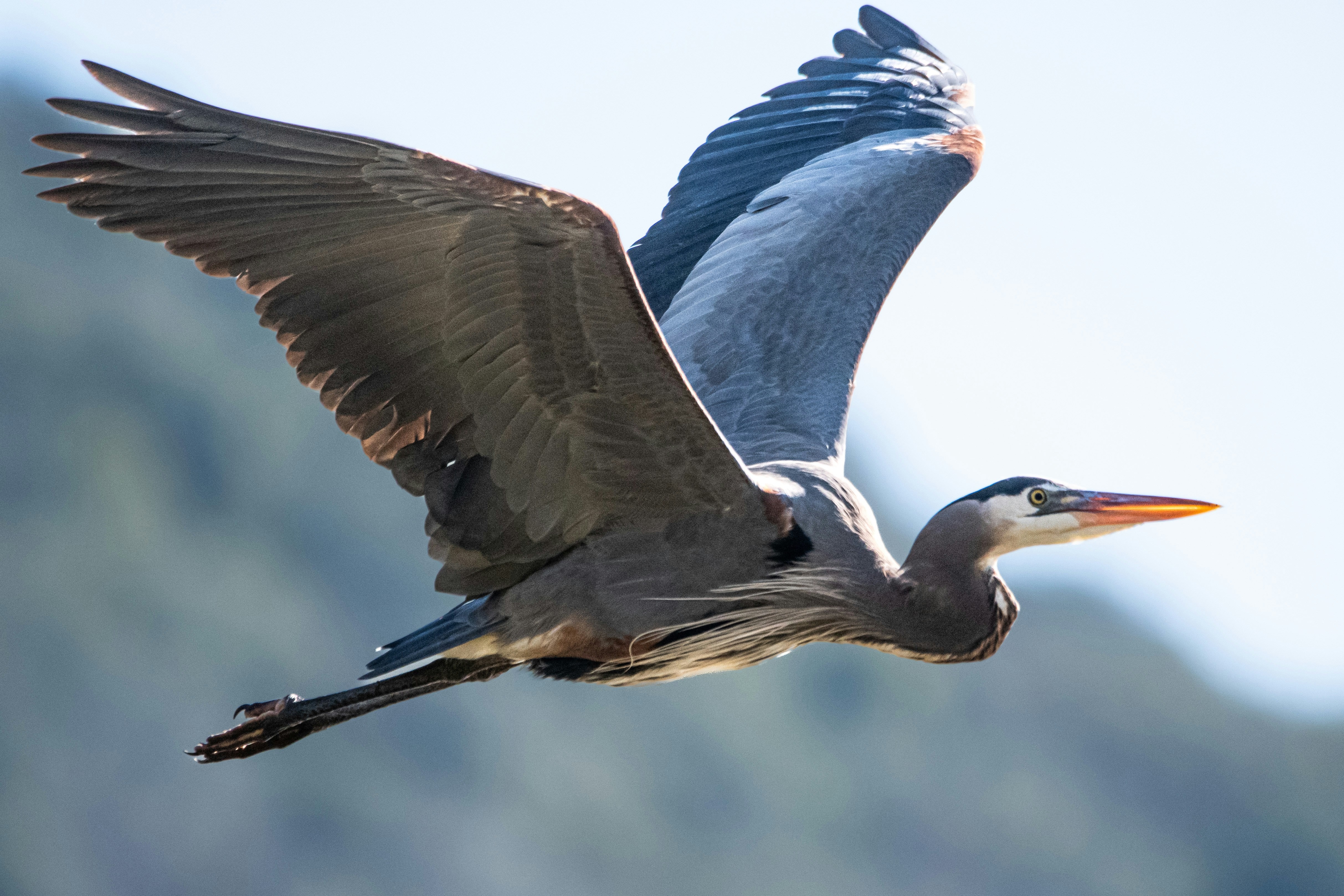 A large bird flying through the air with its wings spread photo – Free ...