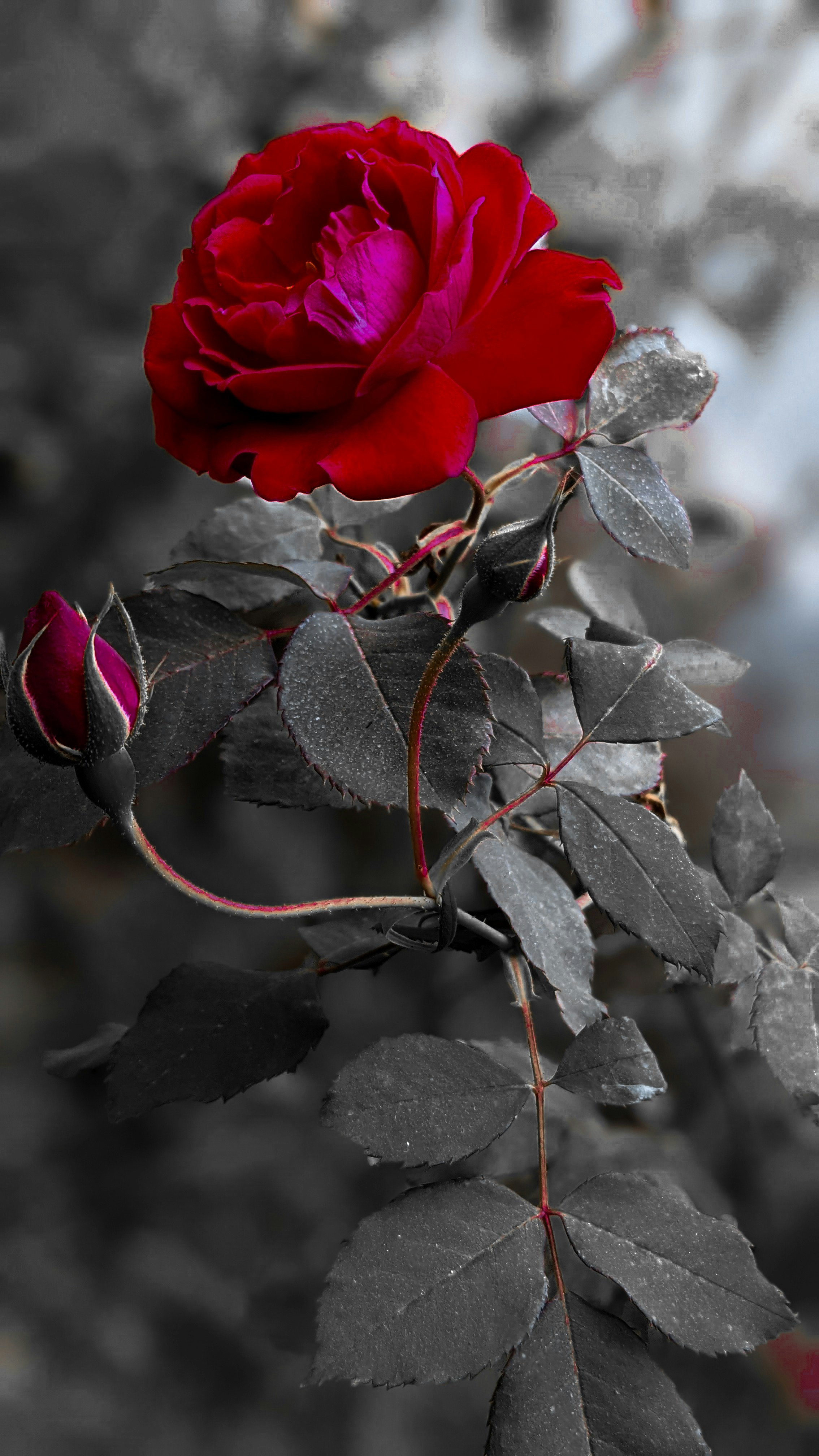 a single red rose sitting on top of a branch