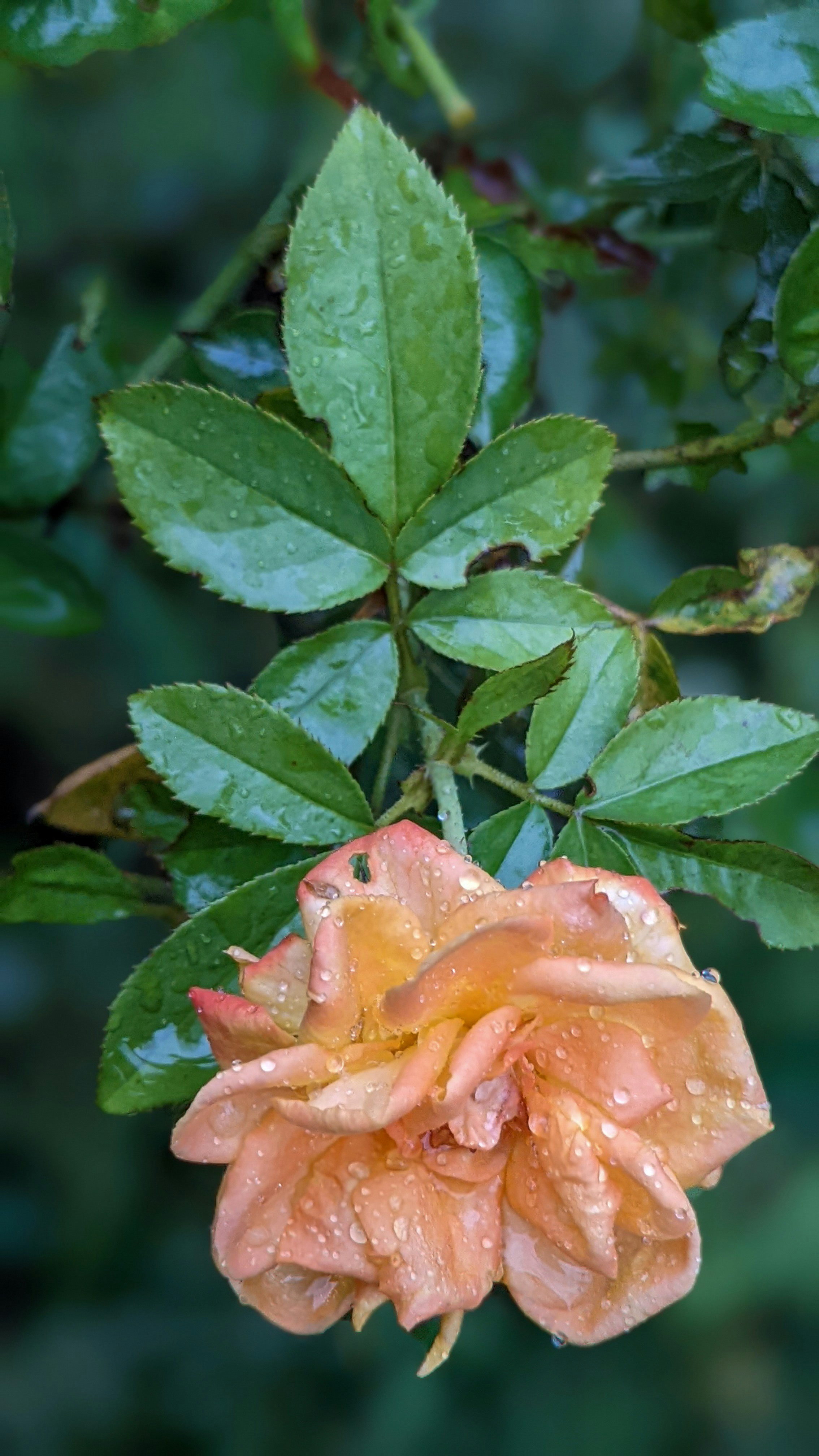 a pink rose with water droplets on it