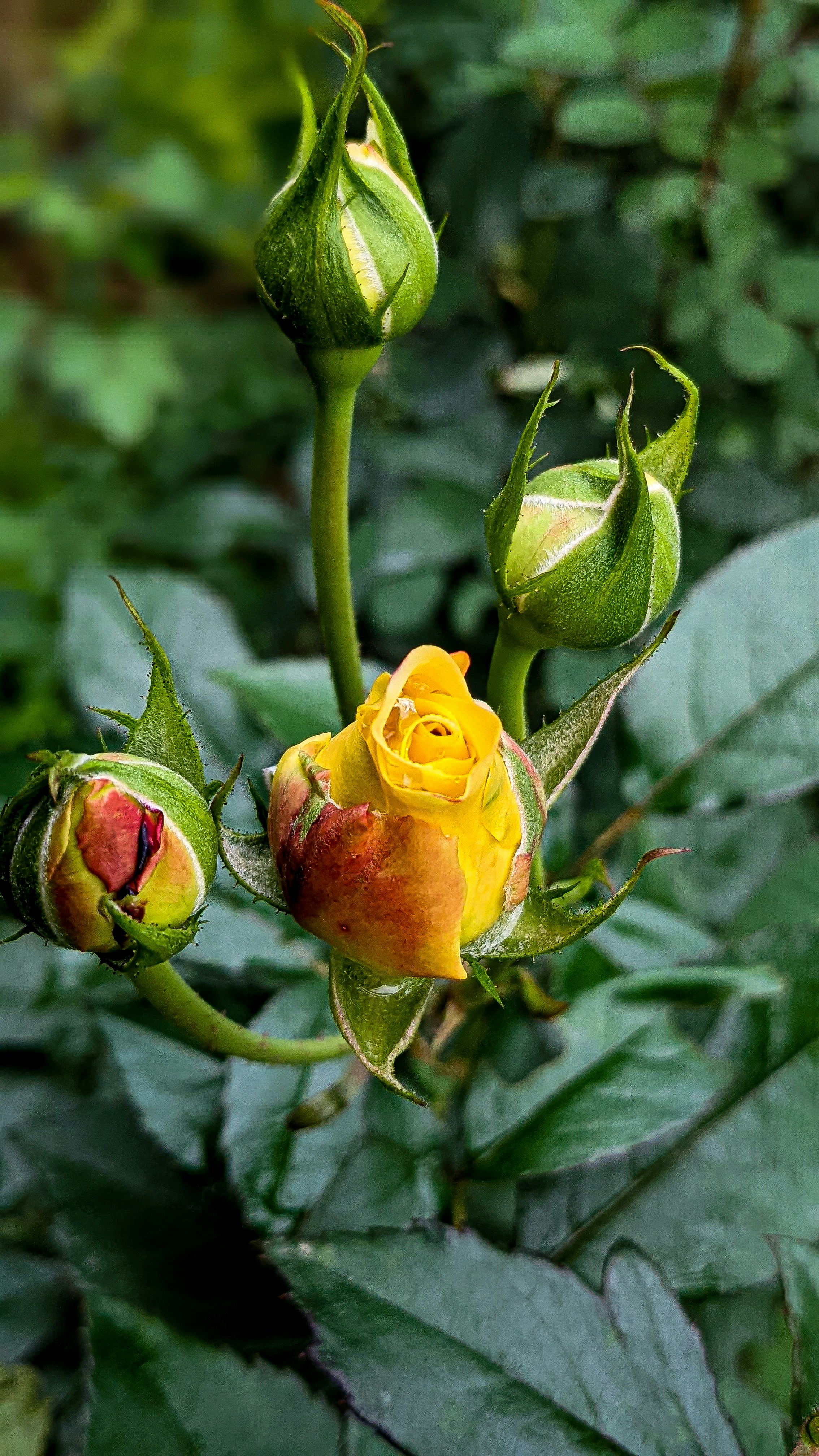 a yellow and red flower with green leaves