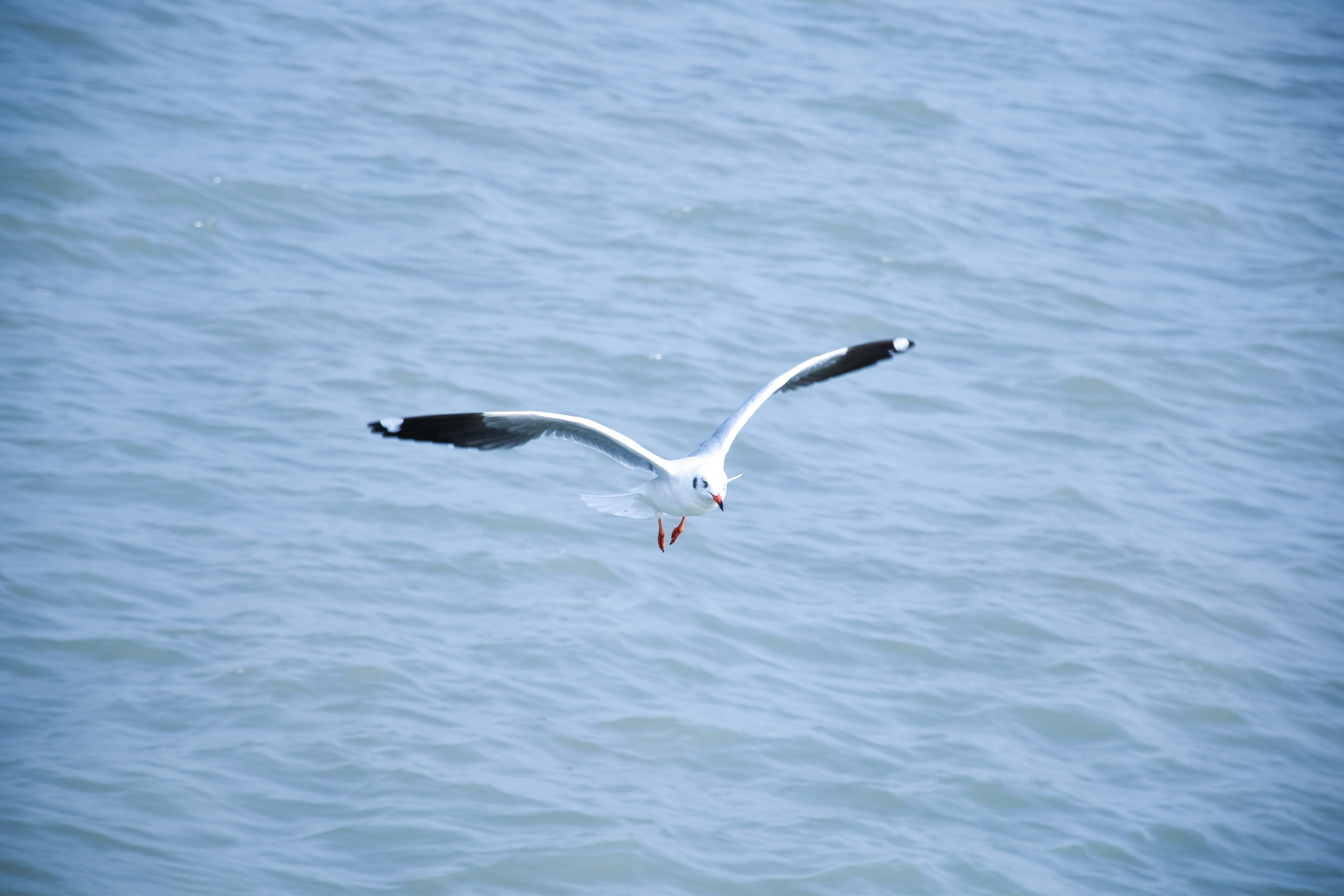 A seagull flying over a body of water photo – Free Animal Image on Unsplash