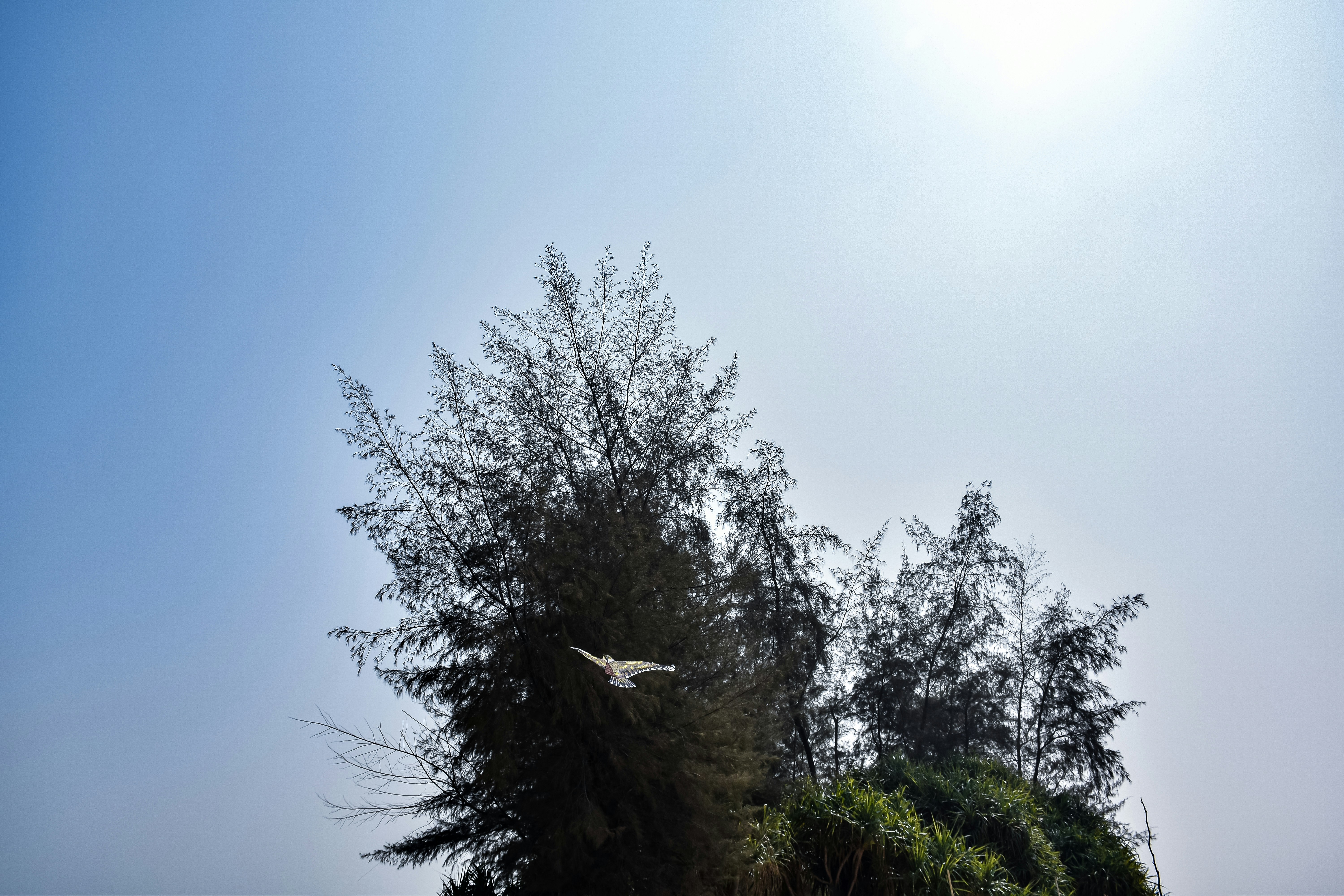A bird is flying over a tree line photo – Free Land Image on Unsplash