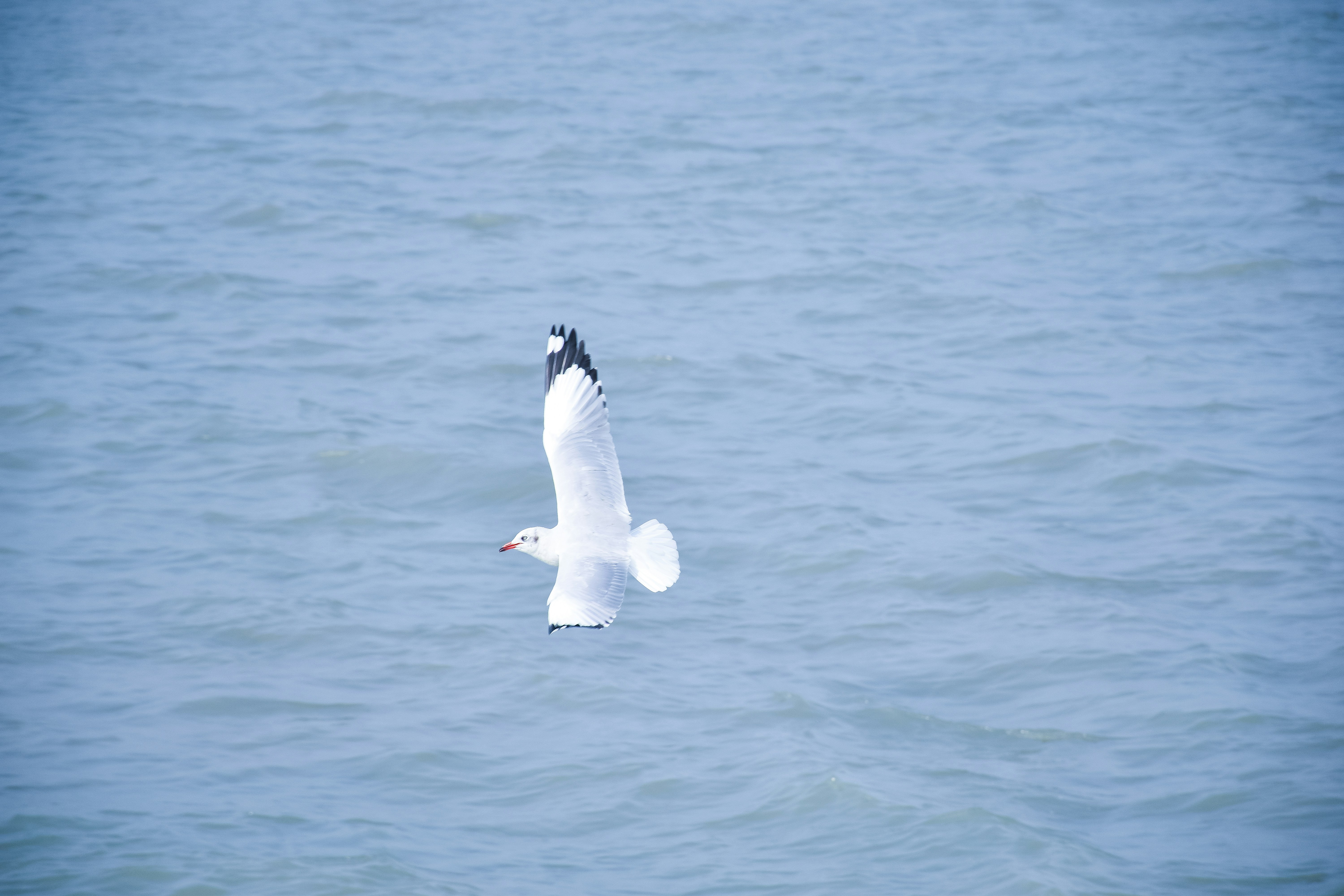 A seagull flying over a body of water photo – Free Animal Image on Unsplash