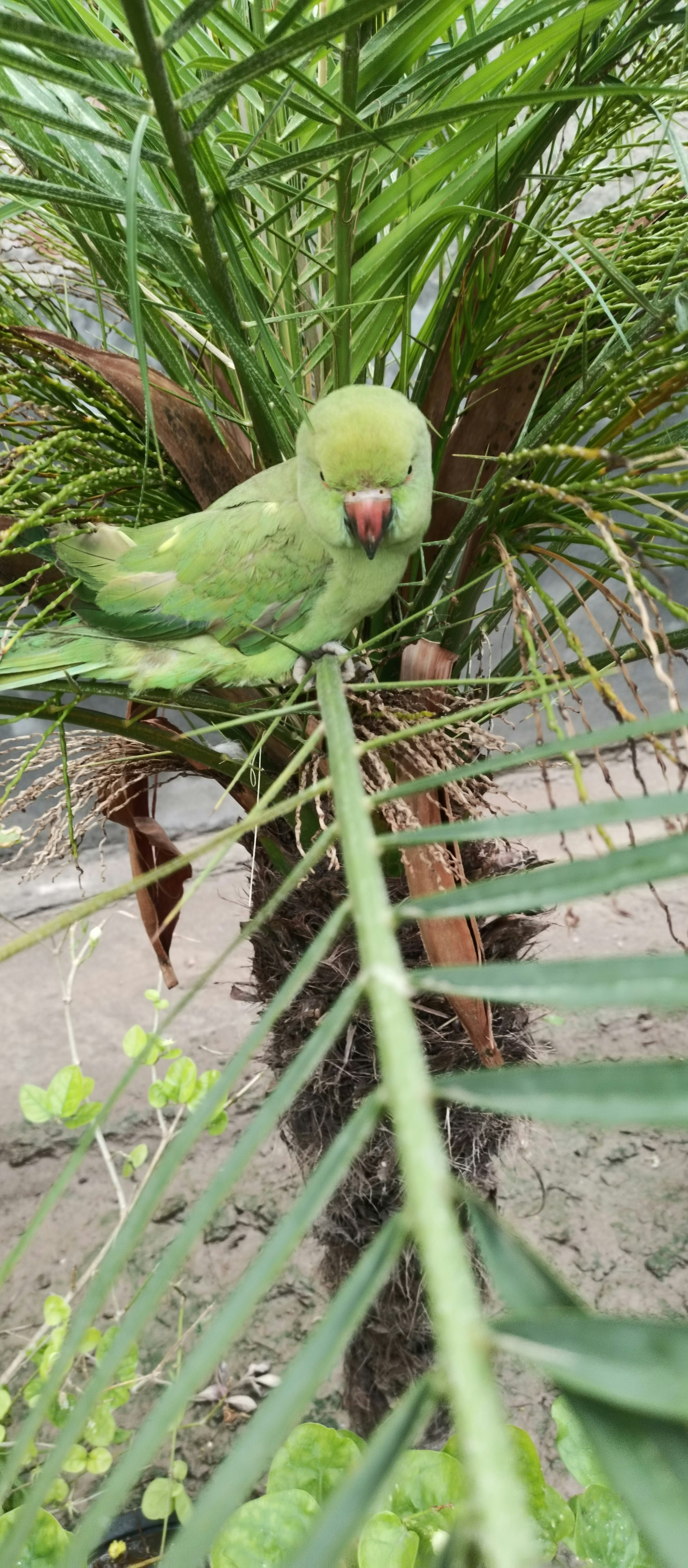 Close-up of a green parrot perched among palm fronds, its pink beak forming a focal point amid dense foliage.