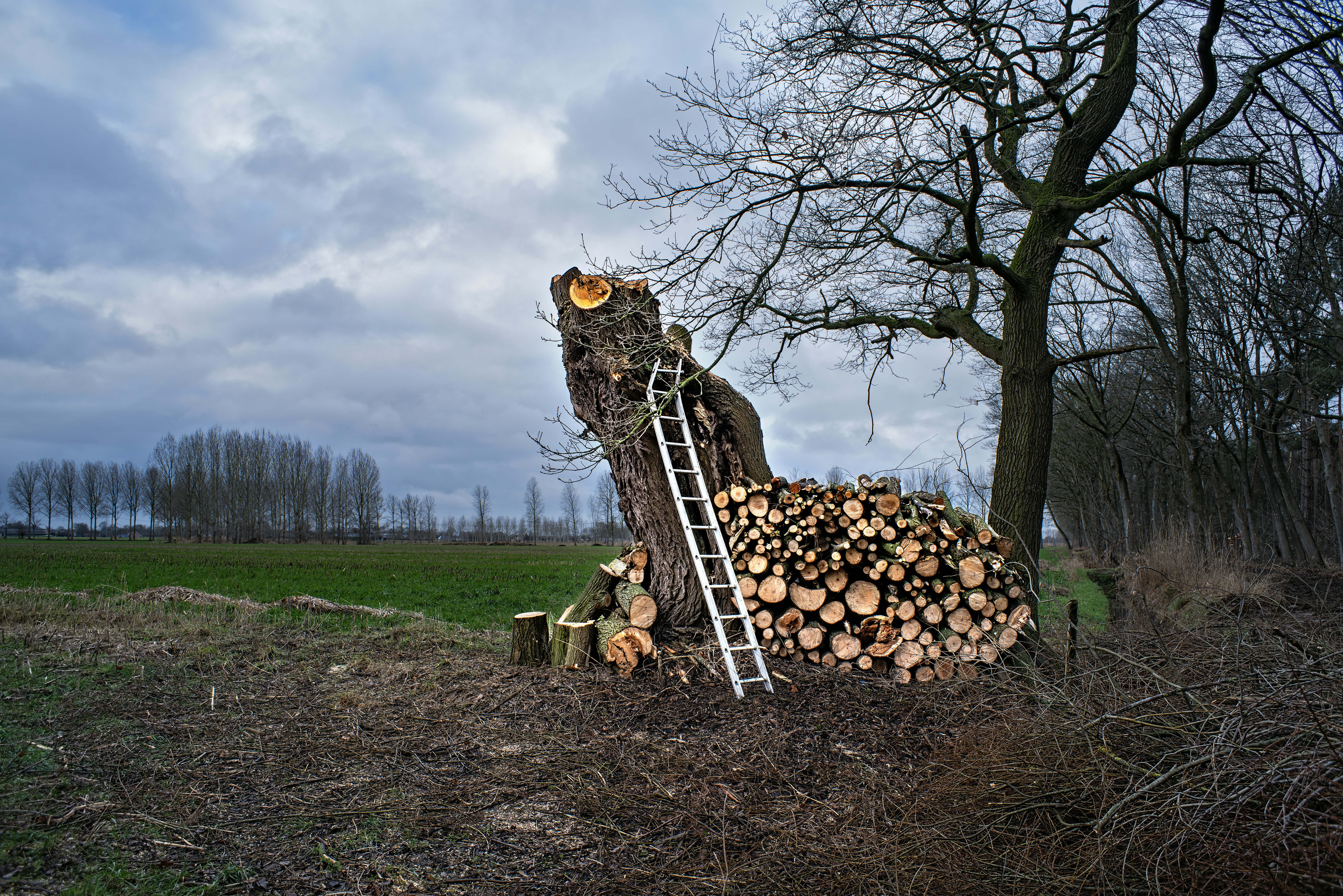 A ladder leaning against a tree that has been cut down photo – Free ...