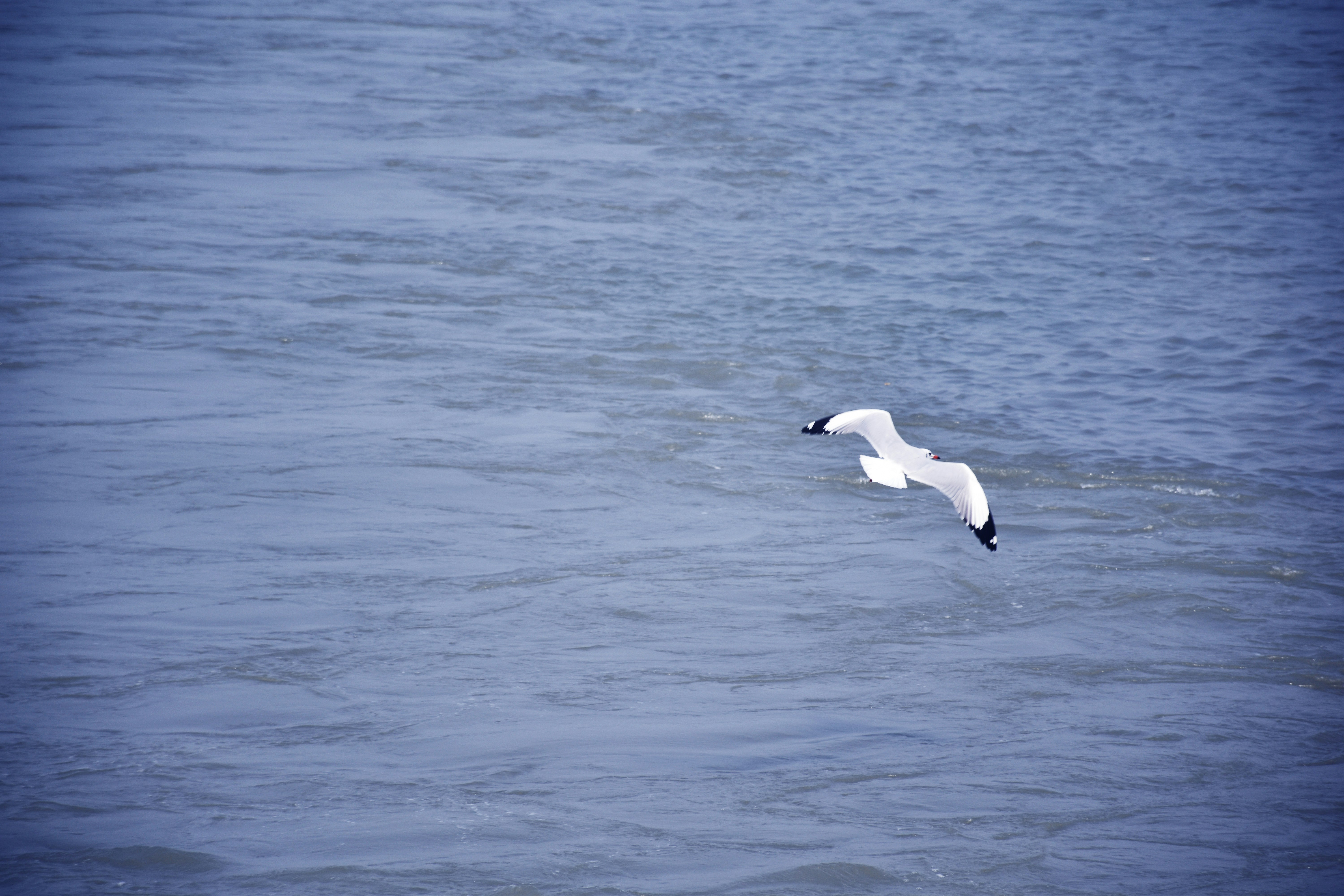 A seagull flying over a body of water photo – Free Animal Image on Unsplash