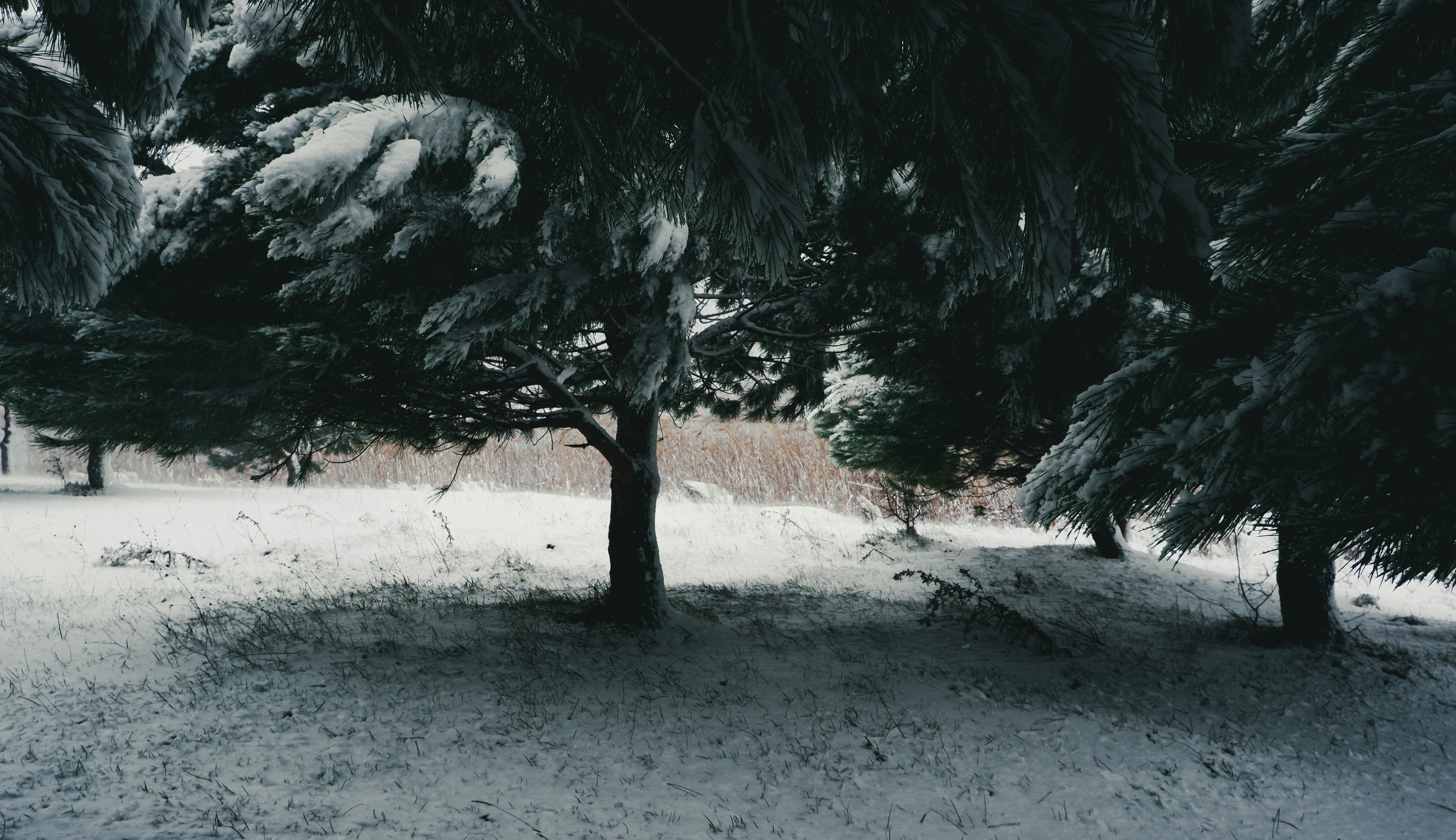 Winter Canopy Between Pines: A Snow-Quiet Portrait
