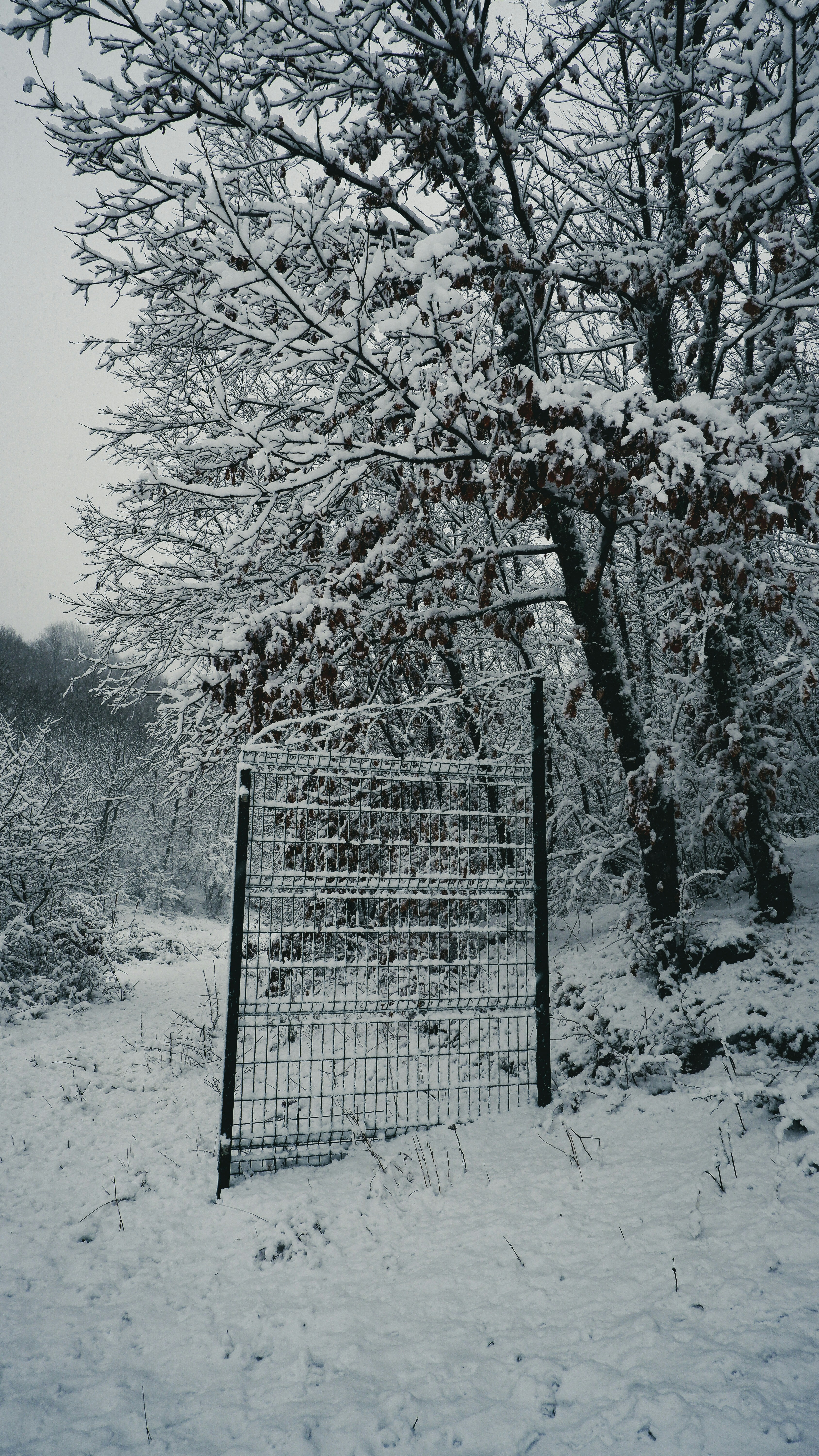 Snow-Laden Gate Framed by Frosted Trees