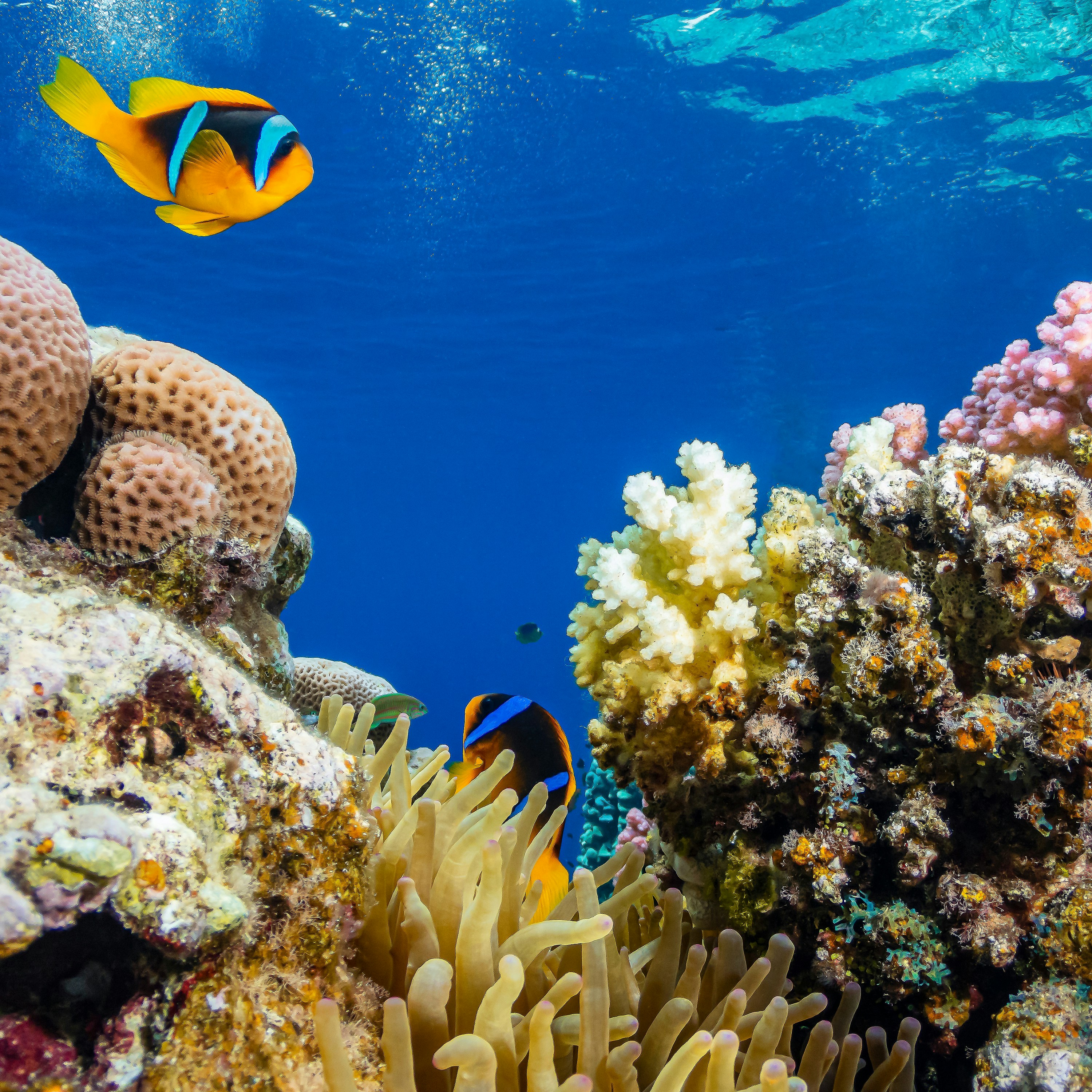 Foto Una vista submarina de un arrecife de coral con un pez amarillo y azul – Imagen gratis en ...