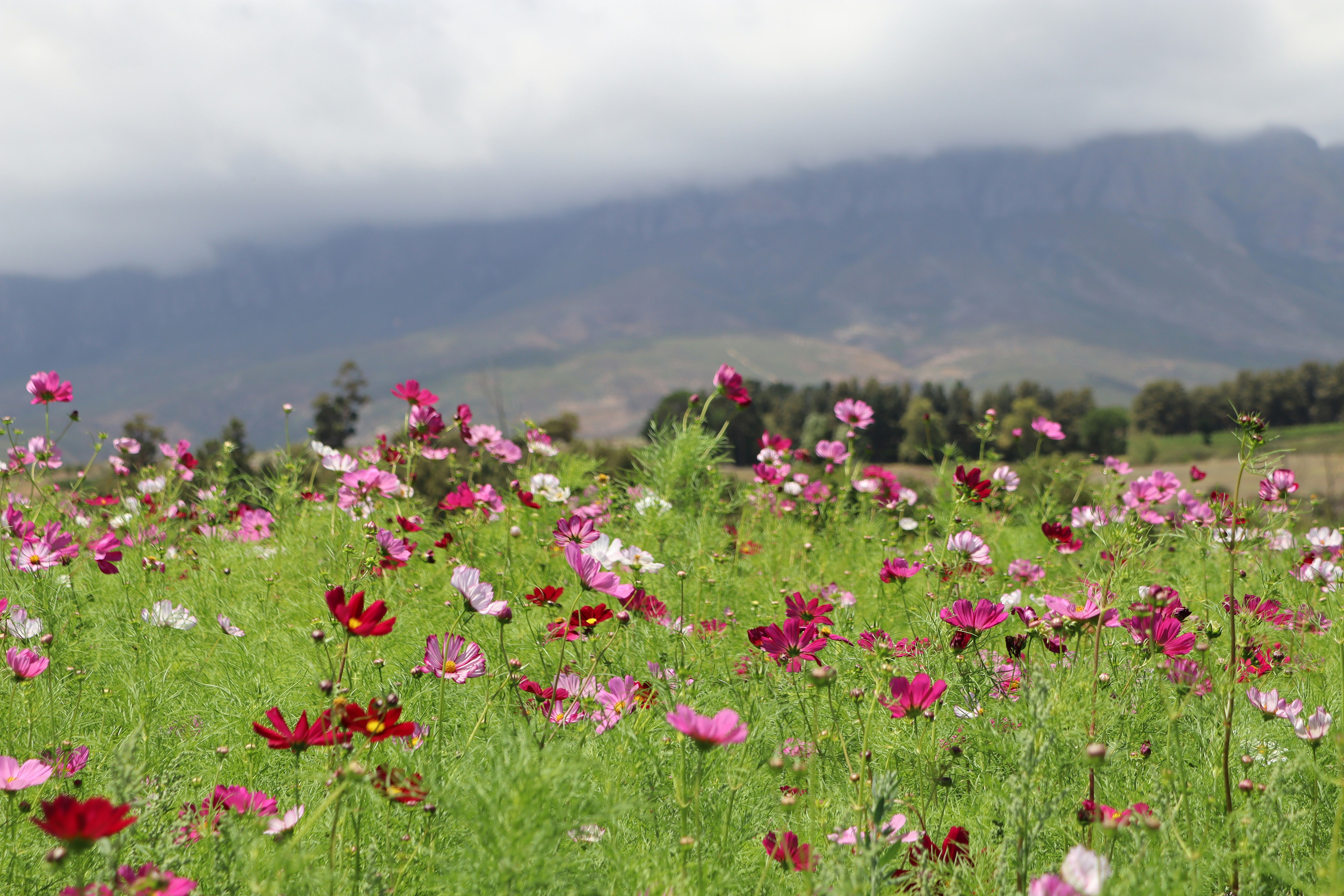 Vibrant field of blooming cosmos flowers with a backdrop of distant mountains under a cloudy sky.